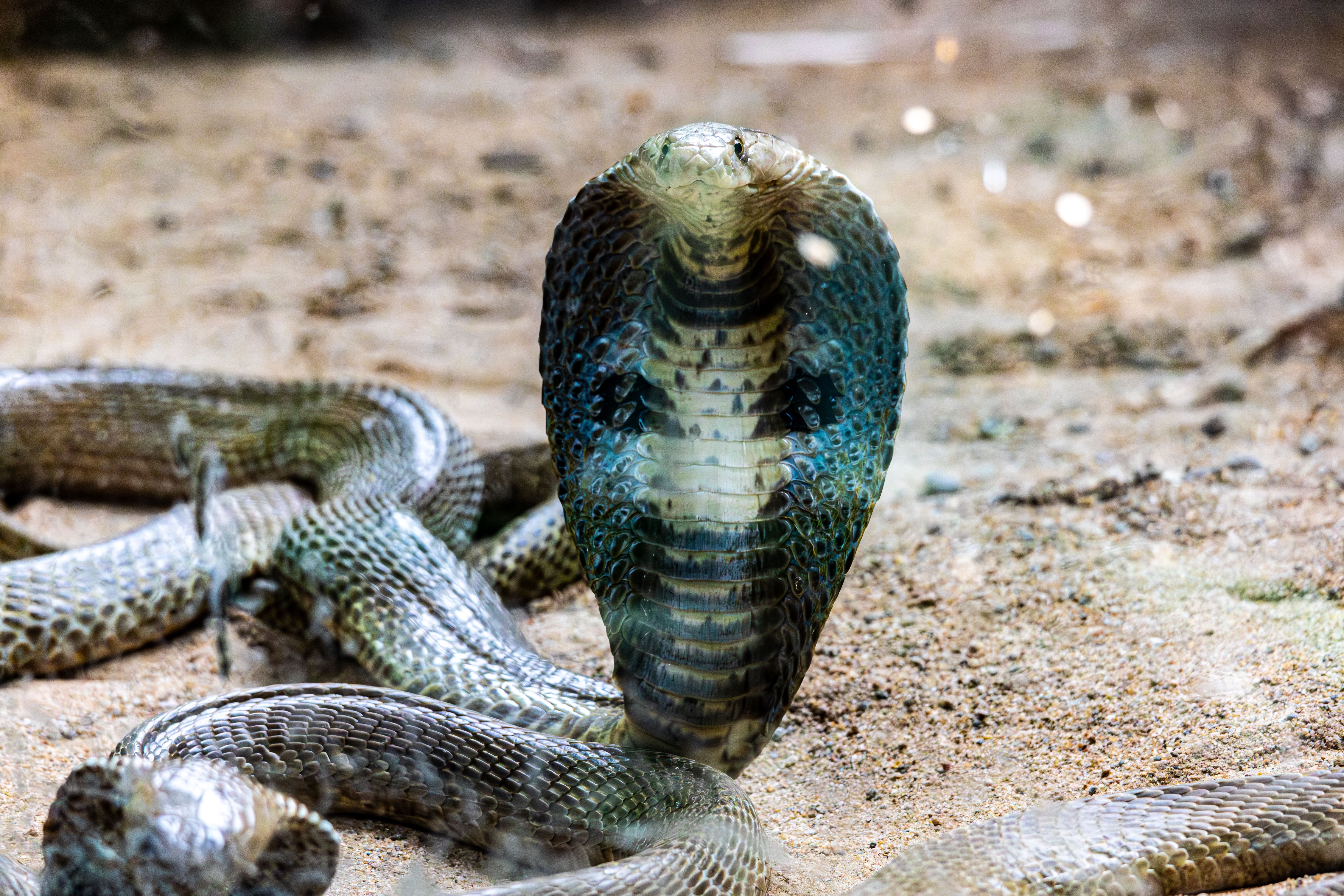 Primer Plano De Una Cobra Real En Pose Defensiva · Foto de stock gratuita
