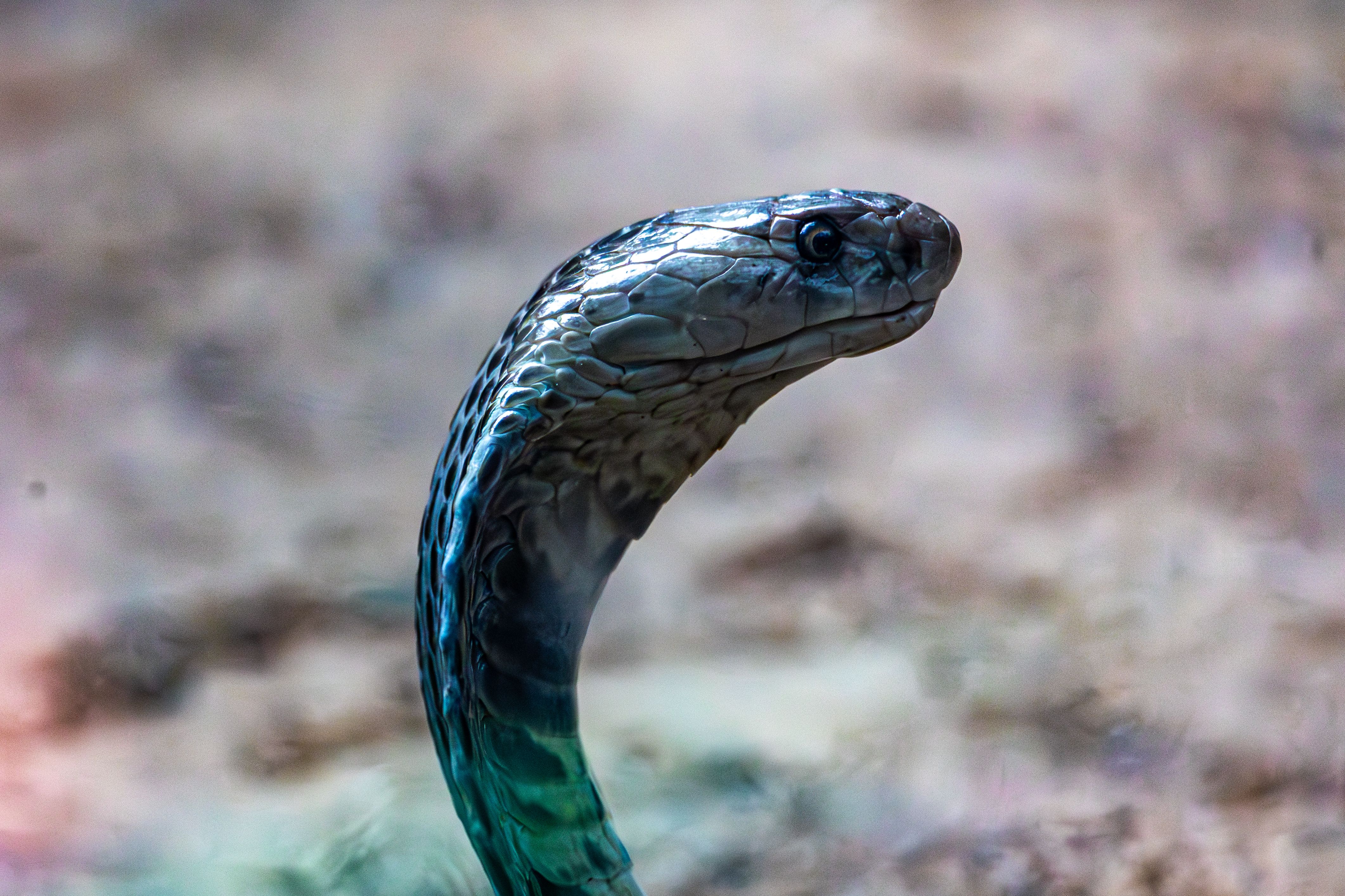 Close Up De Uma Cobra Mamba Negra Em Habitat Natural · Foto ...