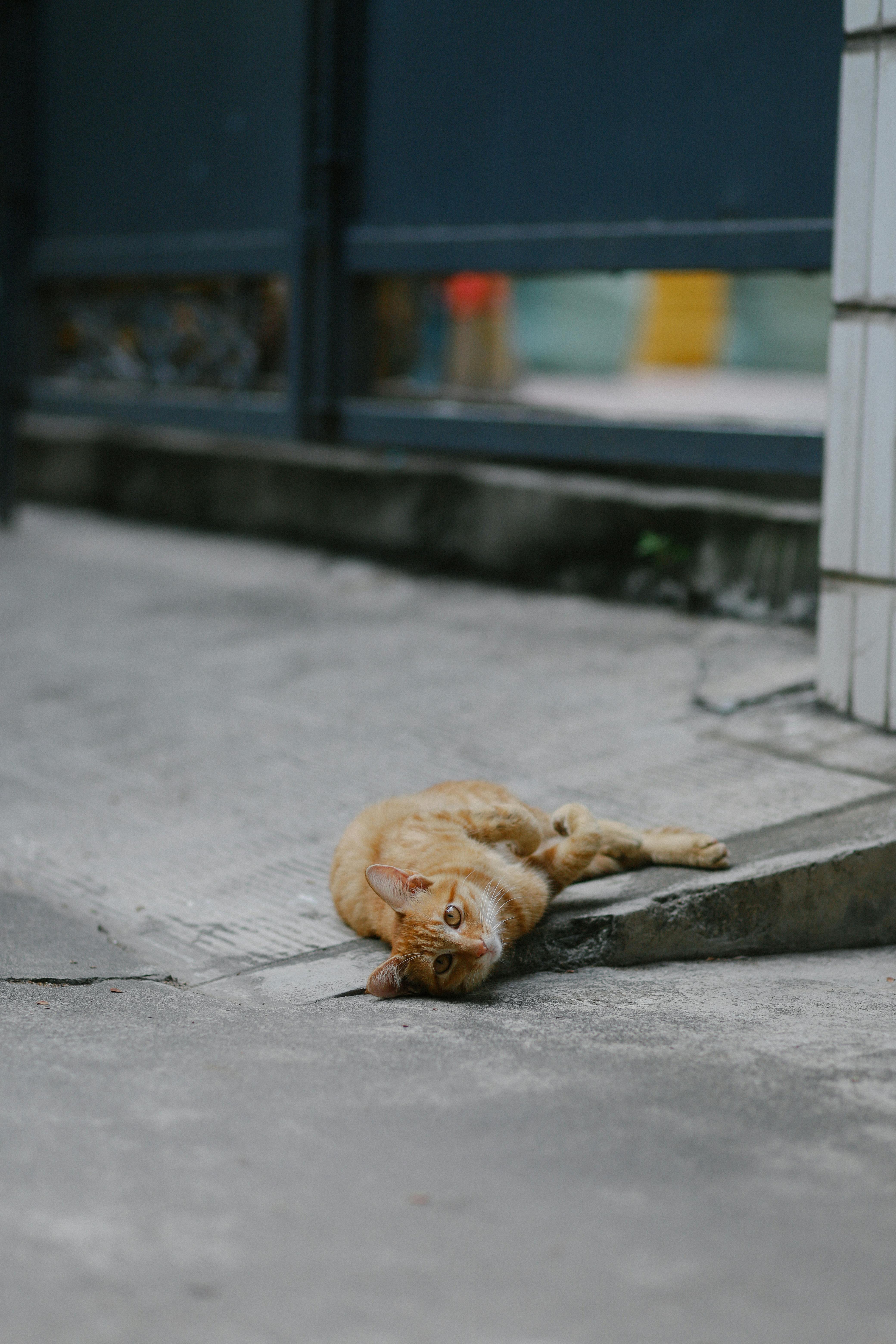 Animals Gratis Photos, Download The BEST Free Animals Gratis Stock ...