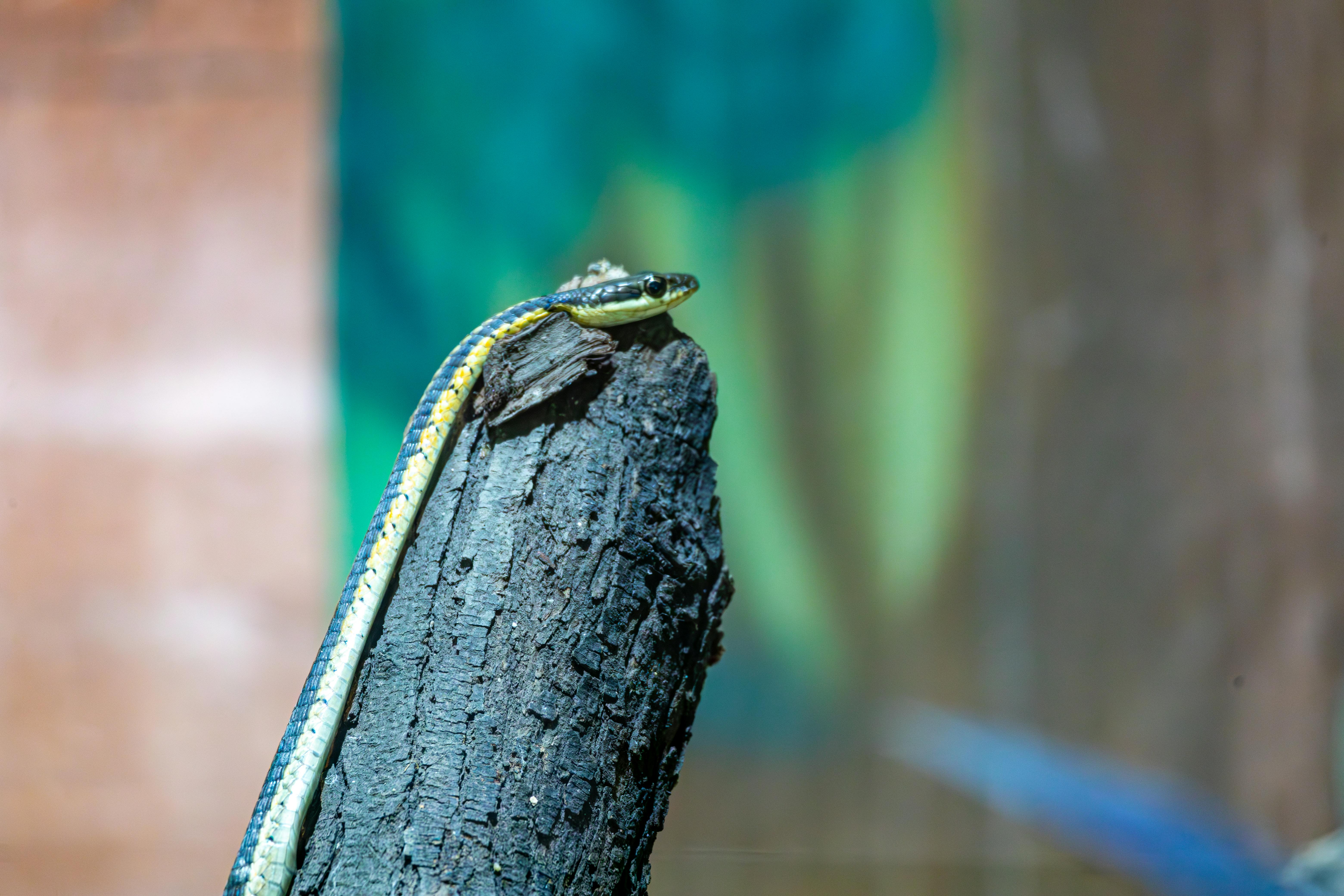 Vibrant Garter Snake on Tree Trunk · Free Stock Photo