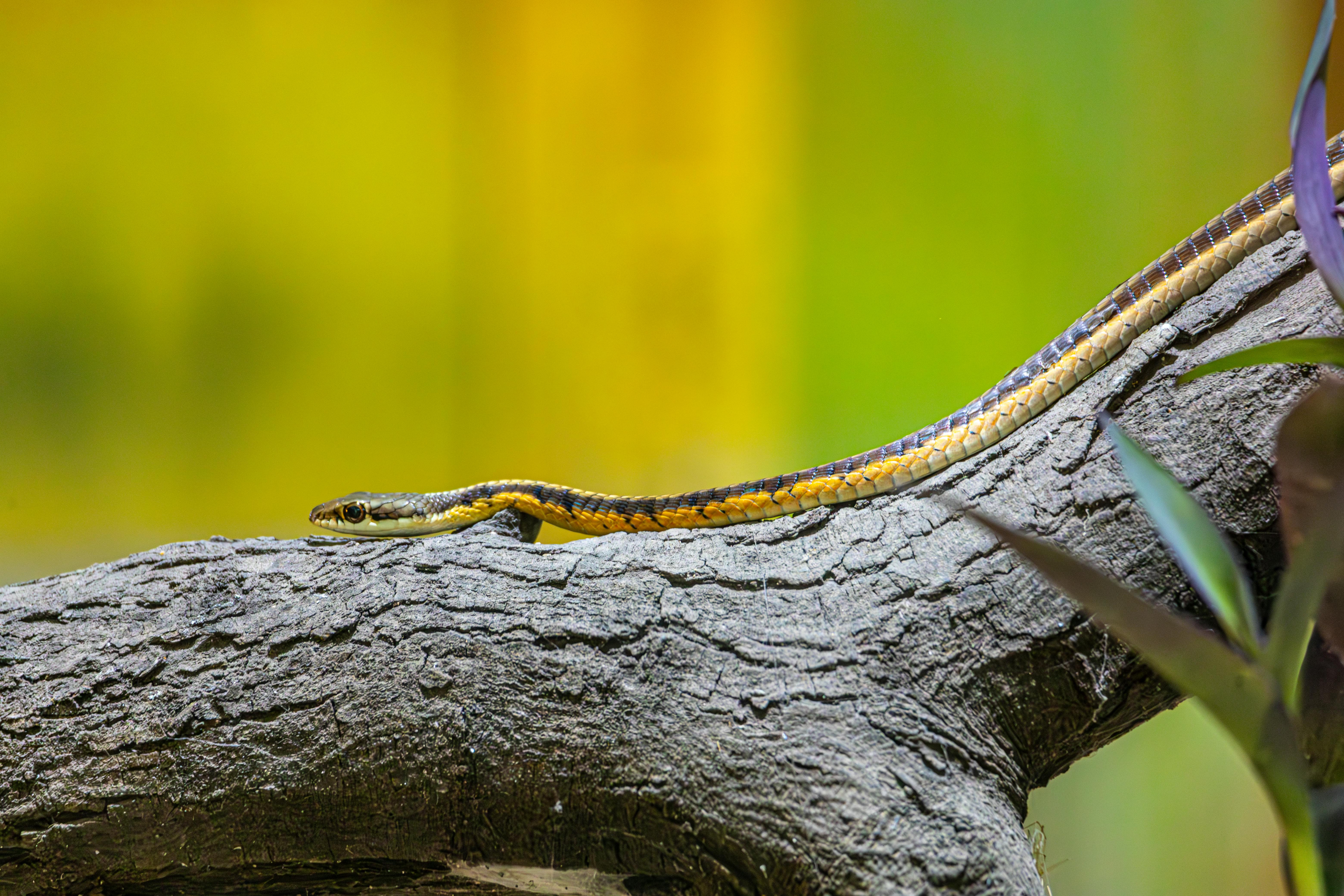 Discovering the Checkered Garter Snake: Habitat and Behavior