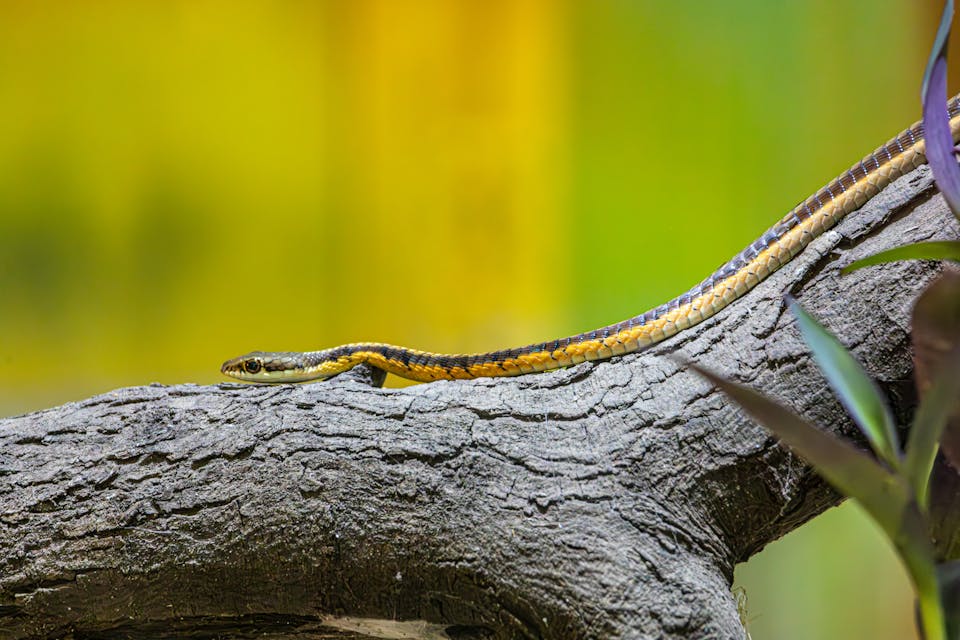 Discovering the Checkered Garter Snake: Habitat and Behavior