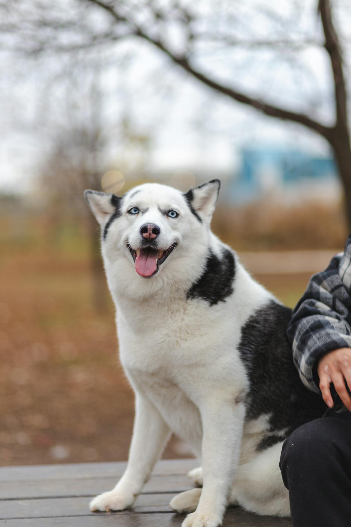 Siberian Husky Sitting Down Photos, Download The BEST Free Siberian ...