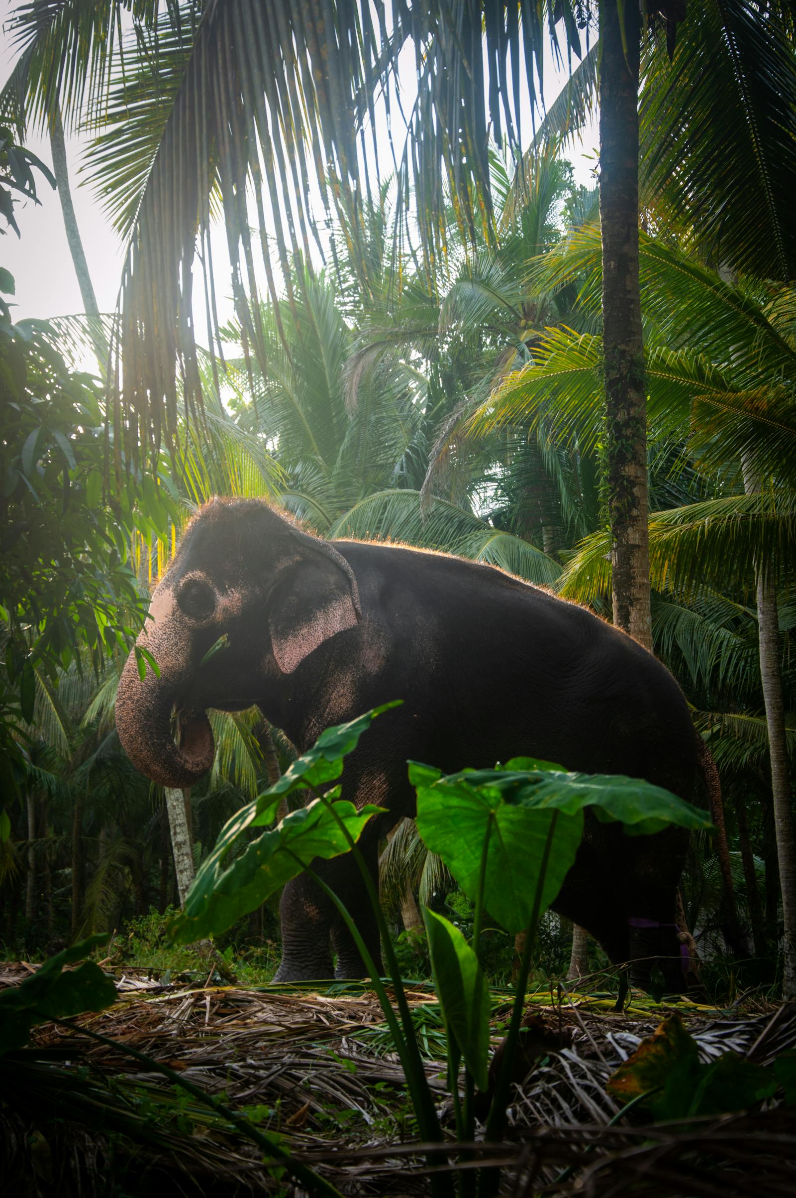 Asian Elephant Photos, Download The BEST Free Asian Elephant Stock ...