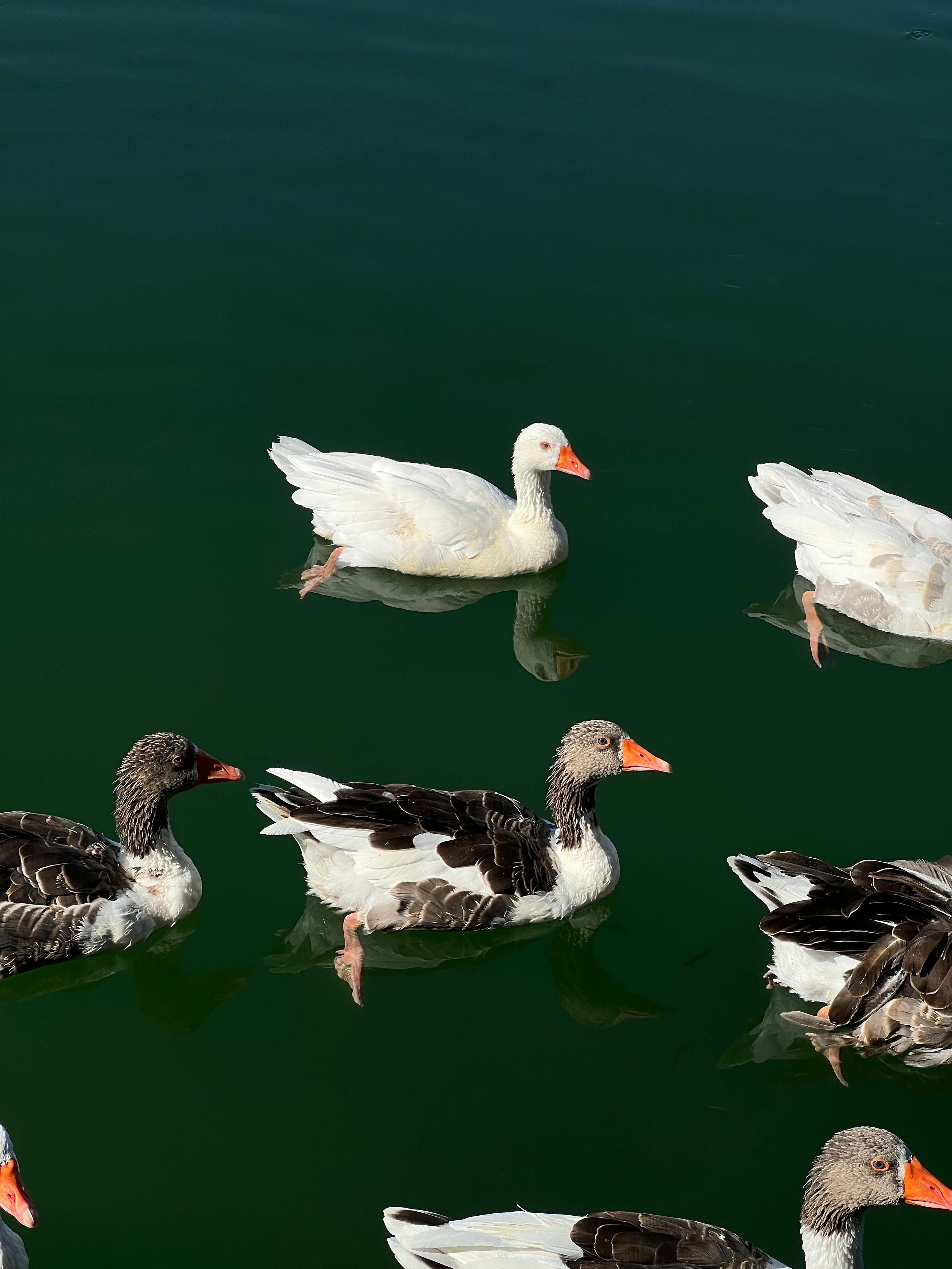 Goose flipping wings in rippling lake · Free Stock Photo