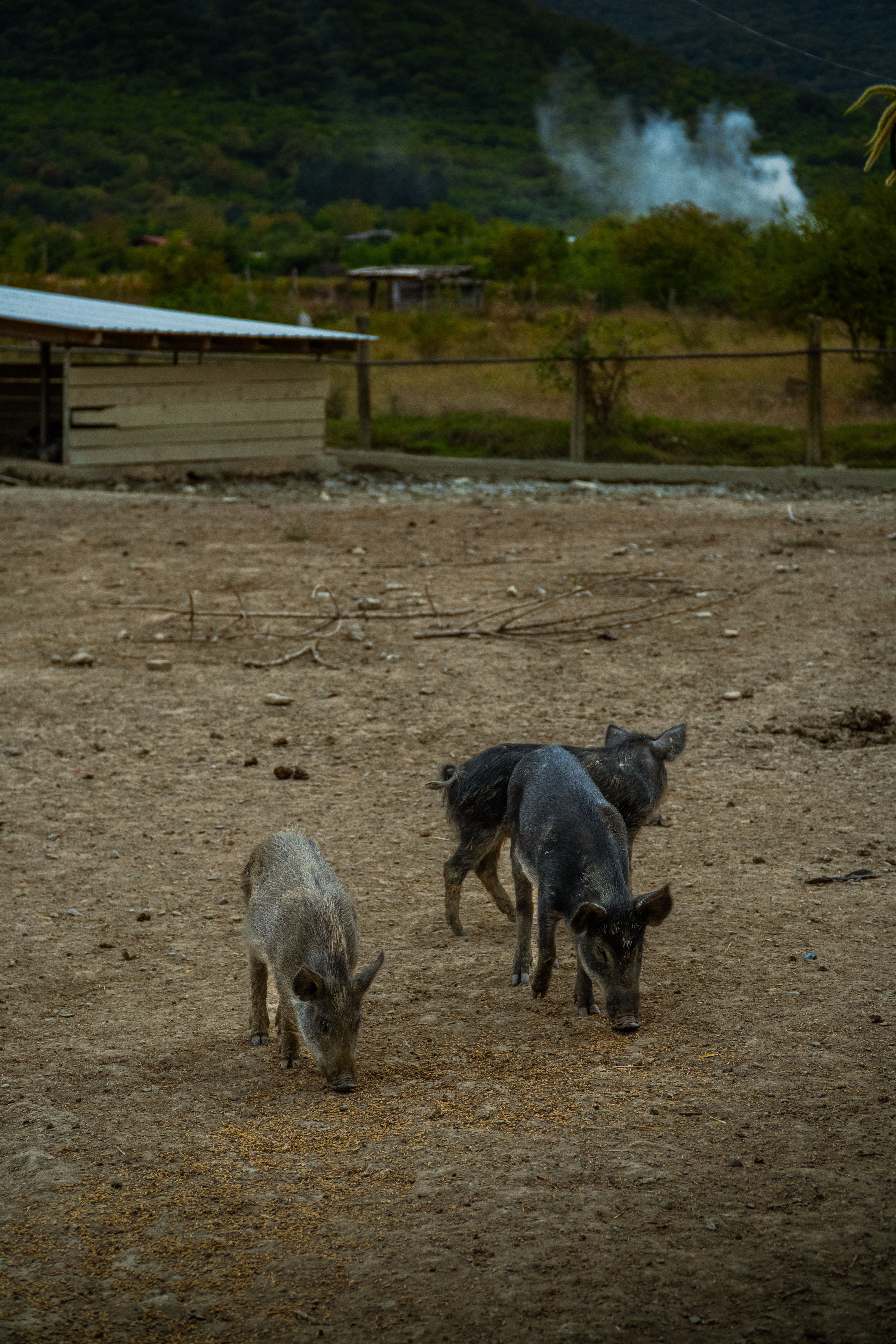 Rural Farmyard Scene with Grazing Pigs · Free Stock Photo