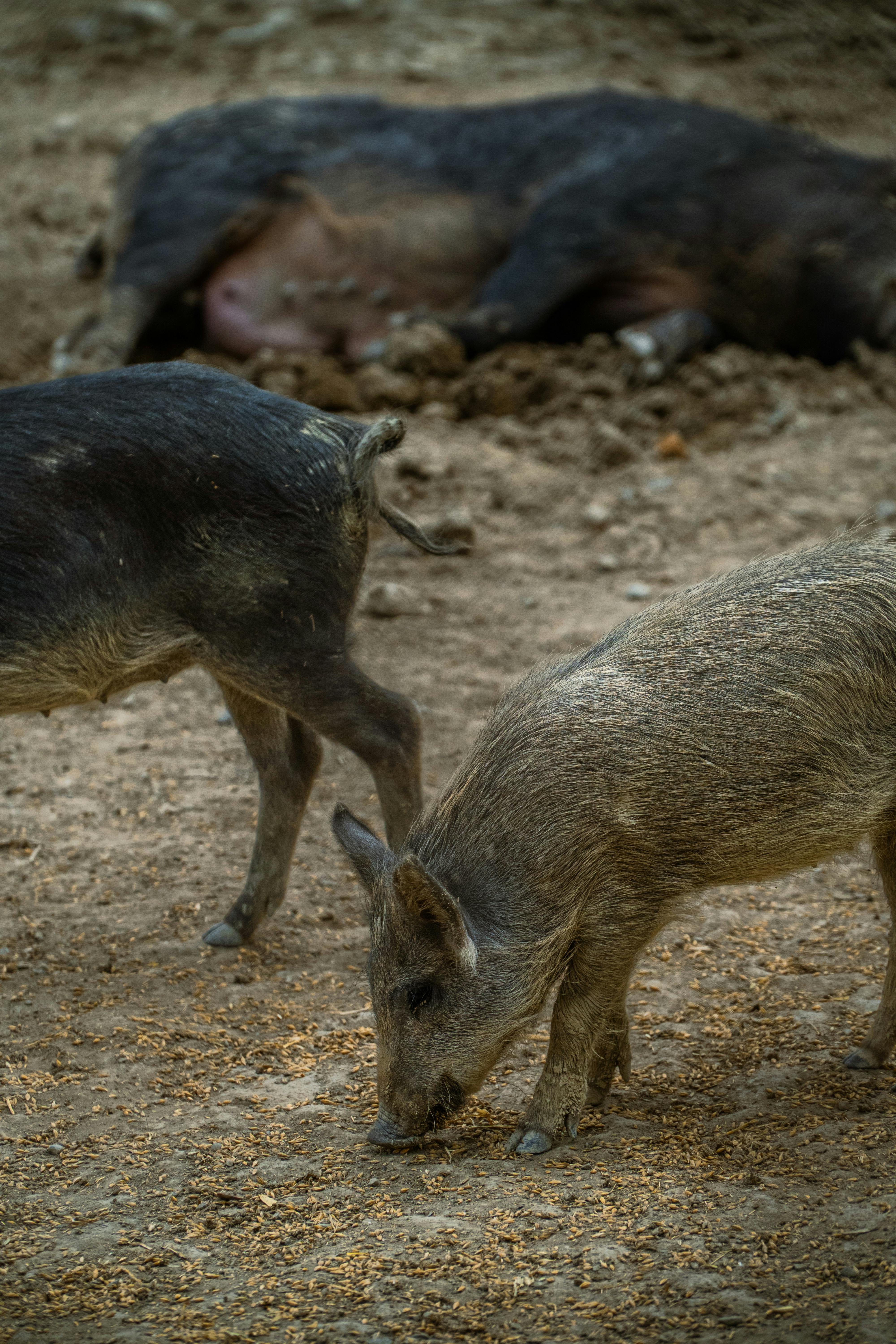 Rustic Farmyard Pigs Grazing Outdoors · Free Stock Photo