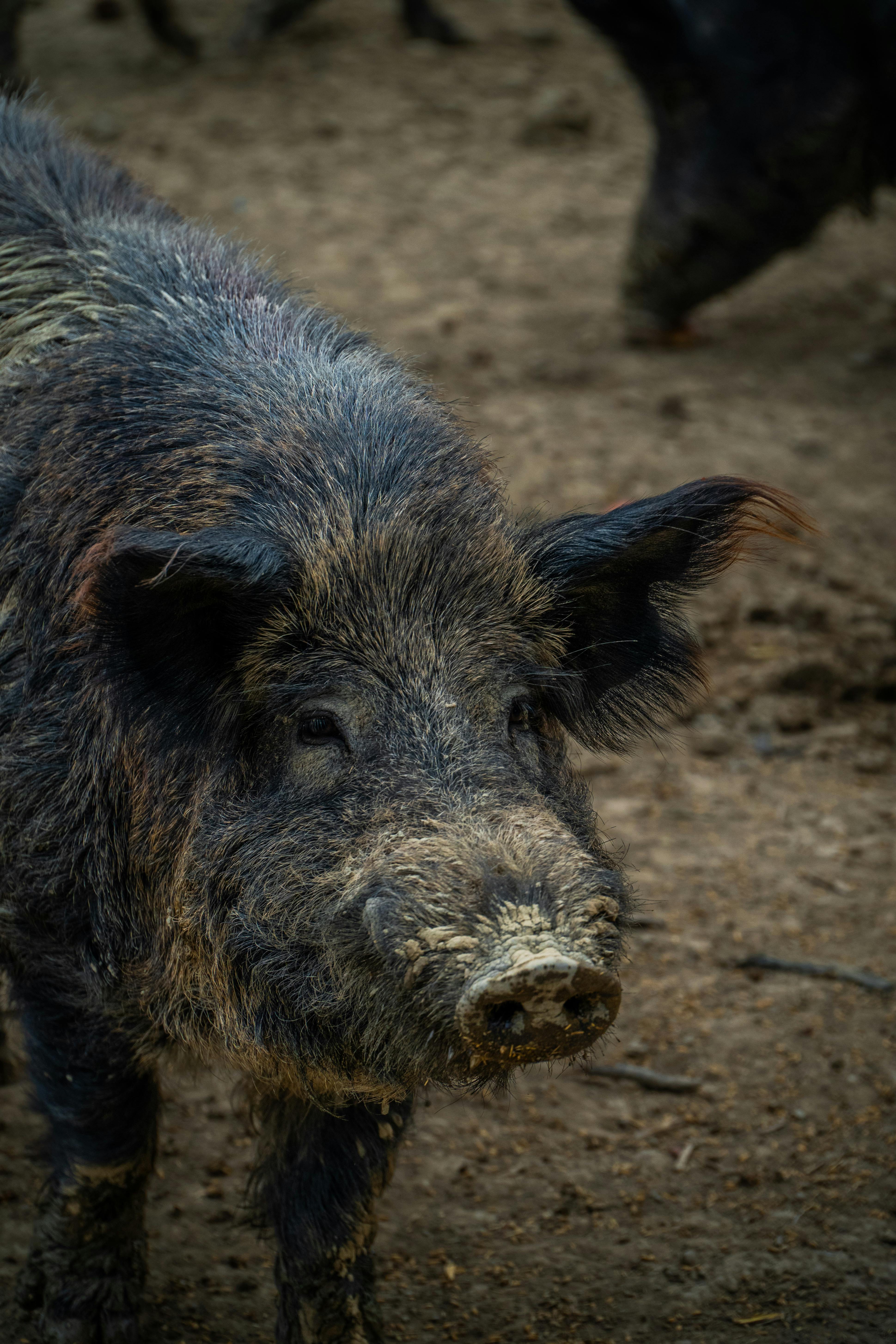 Boar Oc Folder Photos, Download The BEST Free Boar Oc Folder Stock ...