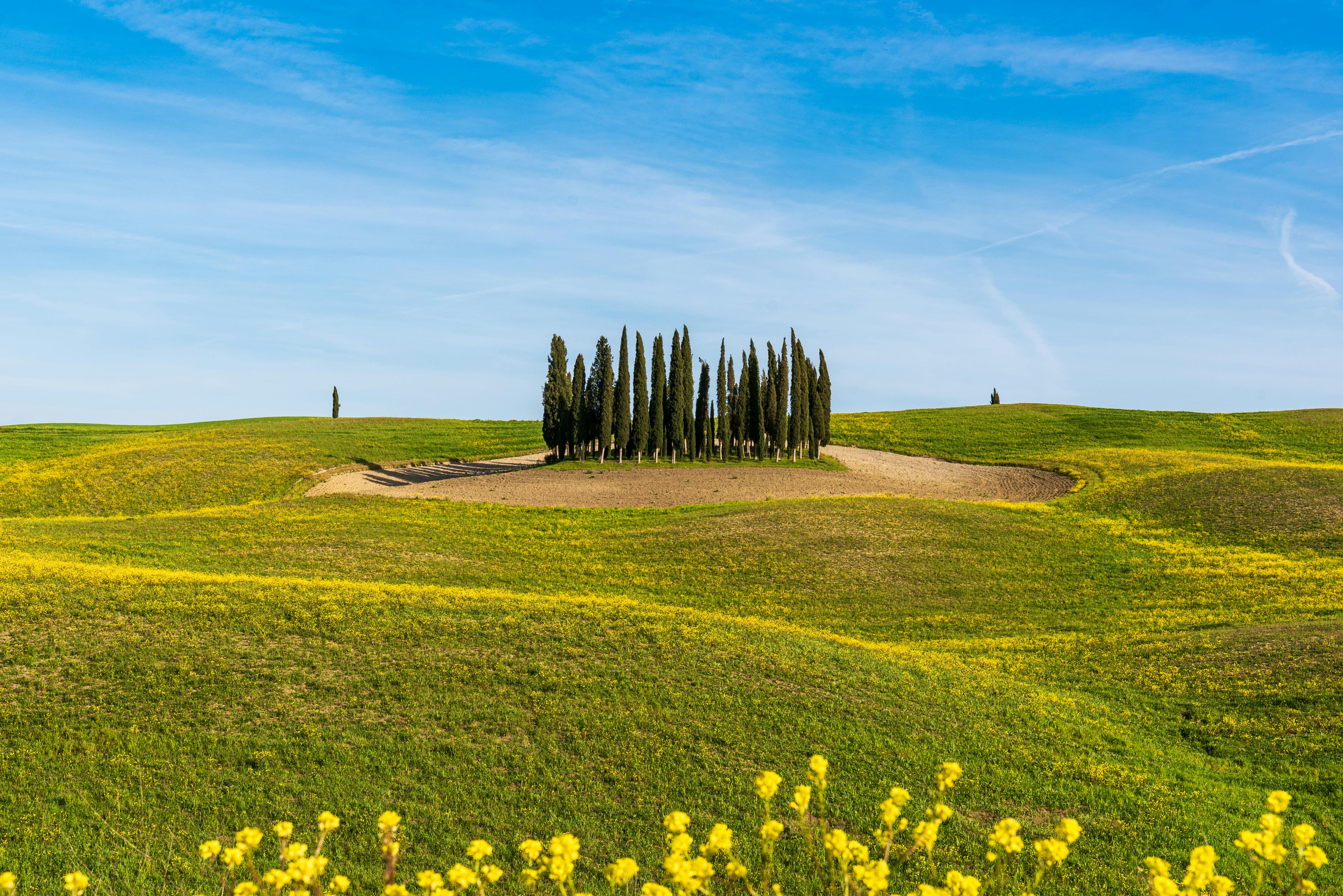 Scenic Landscape with Cypress Trees in Tuscany · Free Stock Photo