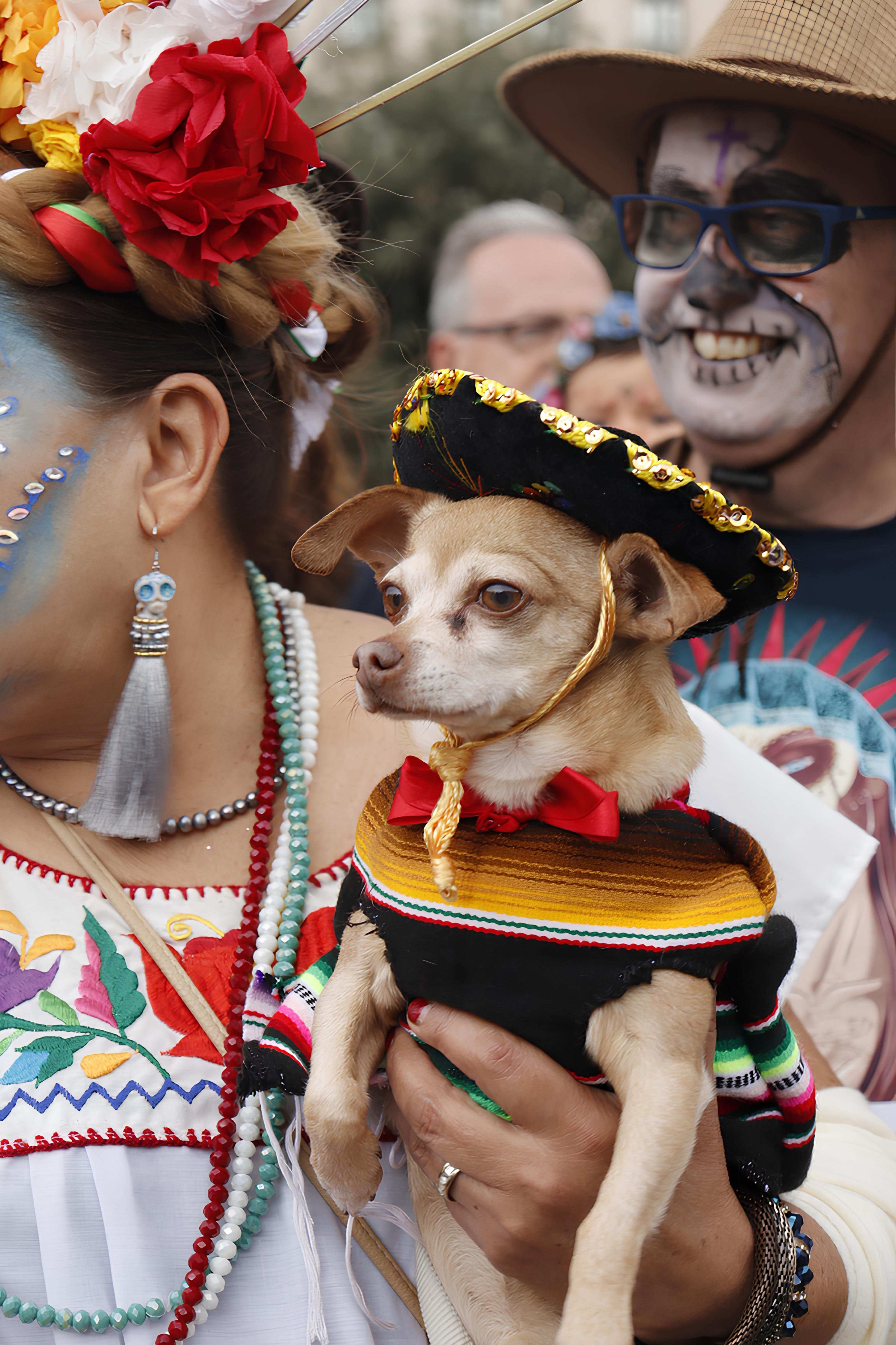 Colorful Mexican Dog Parade in Barcelona · Free Stock Photo