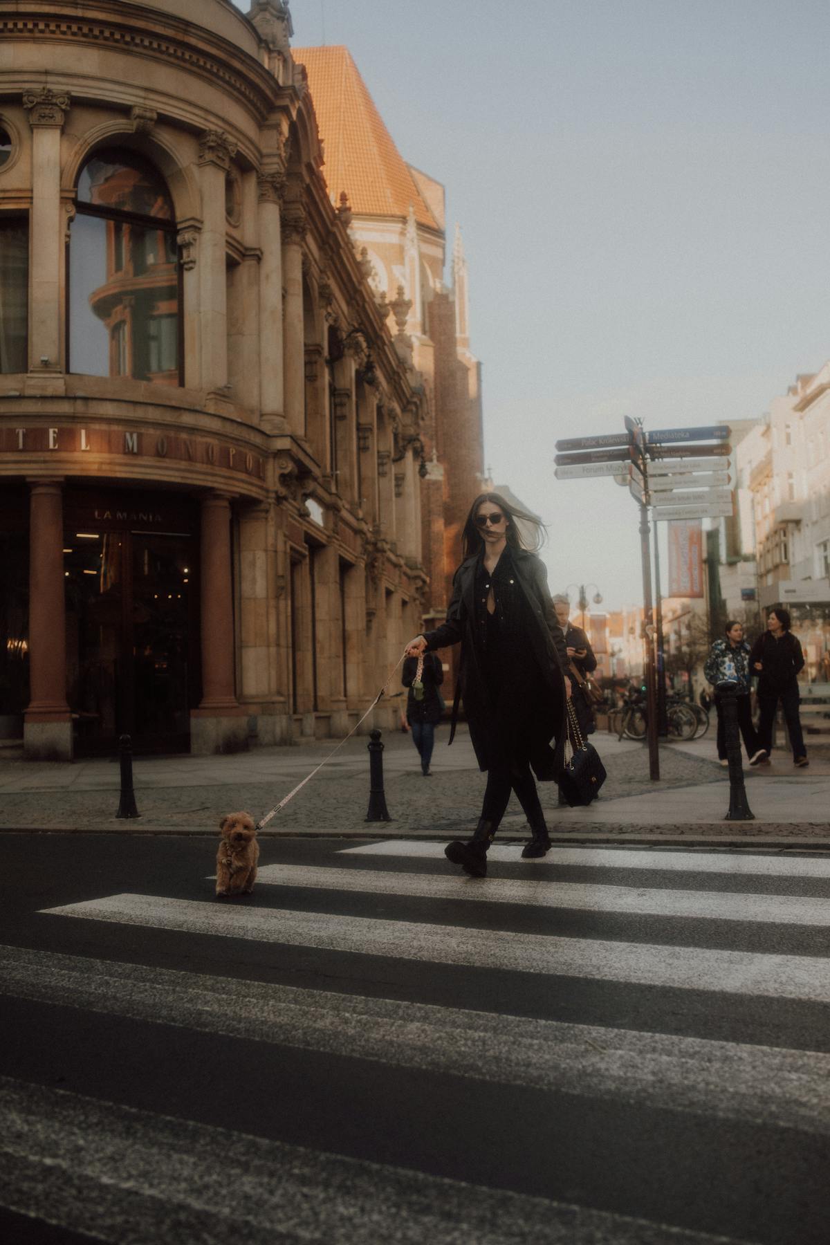 Pic Of A Dog Photos, Download The BEST Free Pic Of A Dog Stock Photos ...