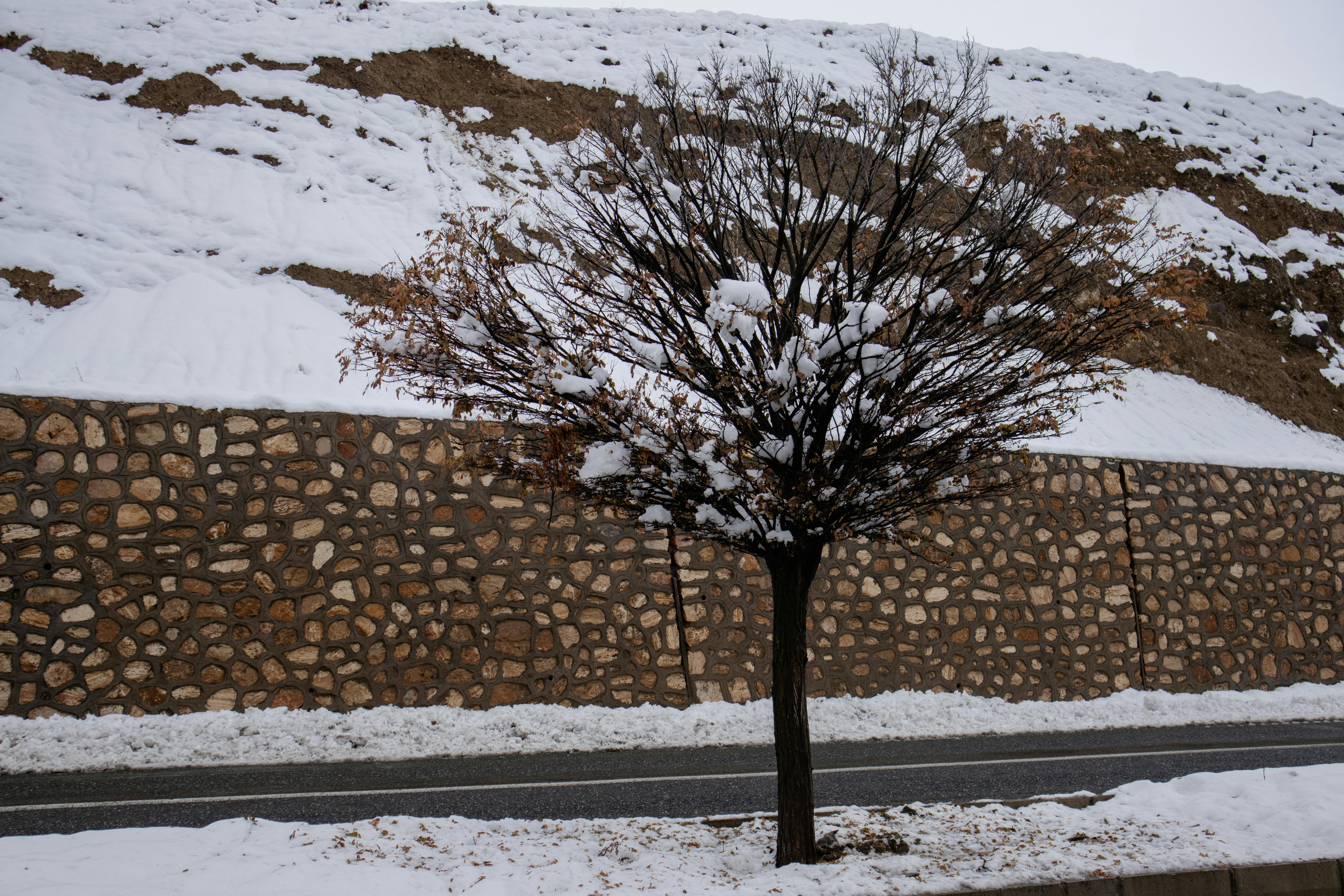 Snow-Covered Tree in Palu, Türkiye Scenic Winter · Free Stock Photo
