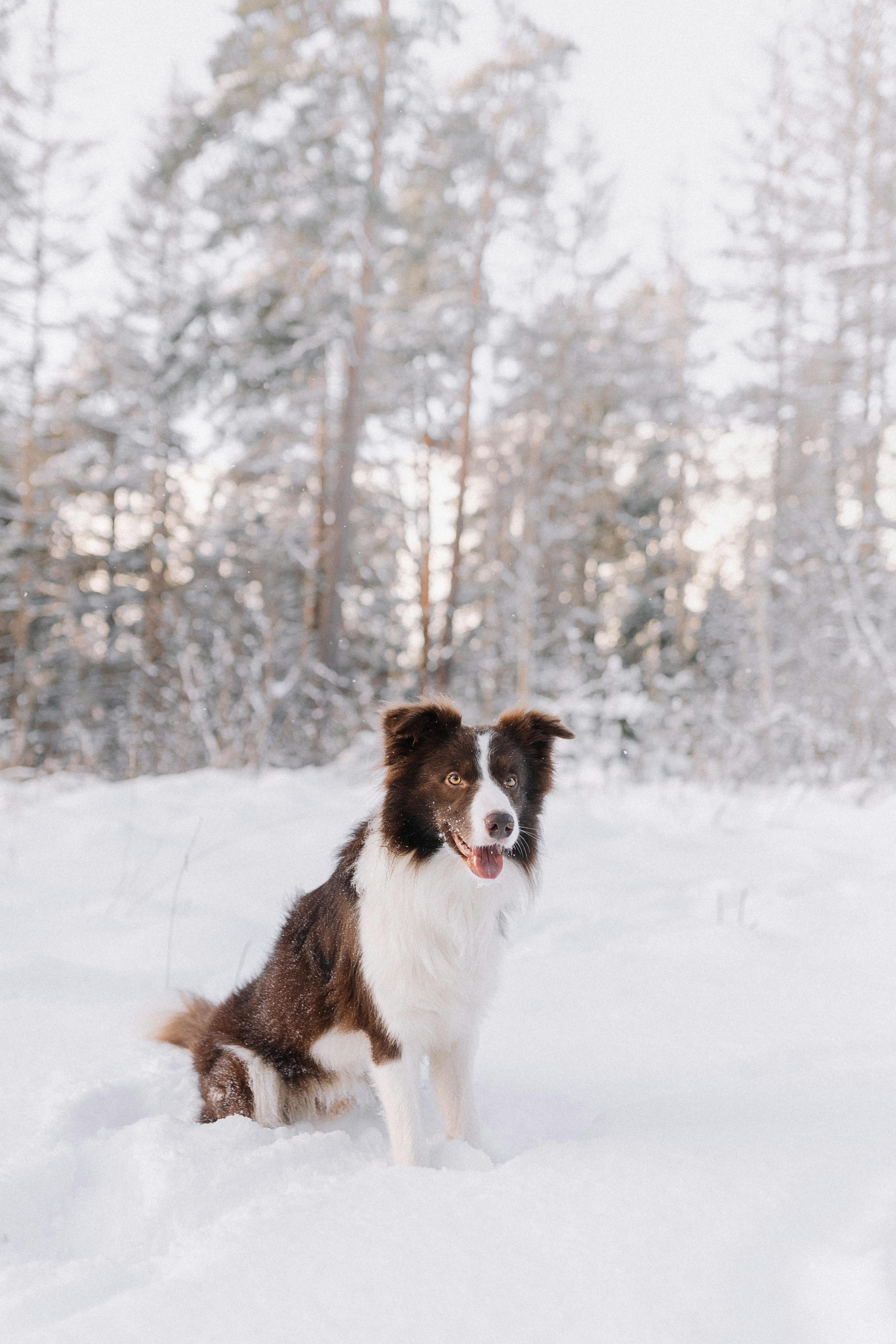 Border Collie in Snowy Forest Landscape · Free Stock Photo