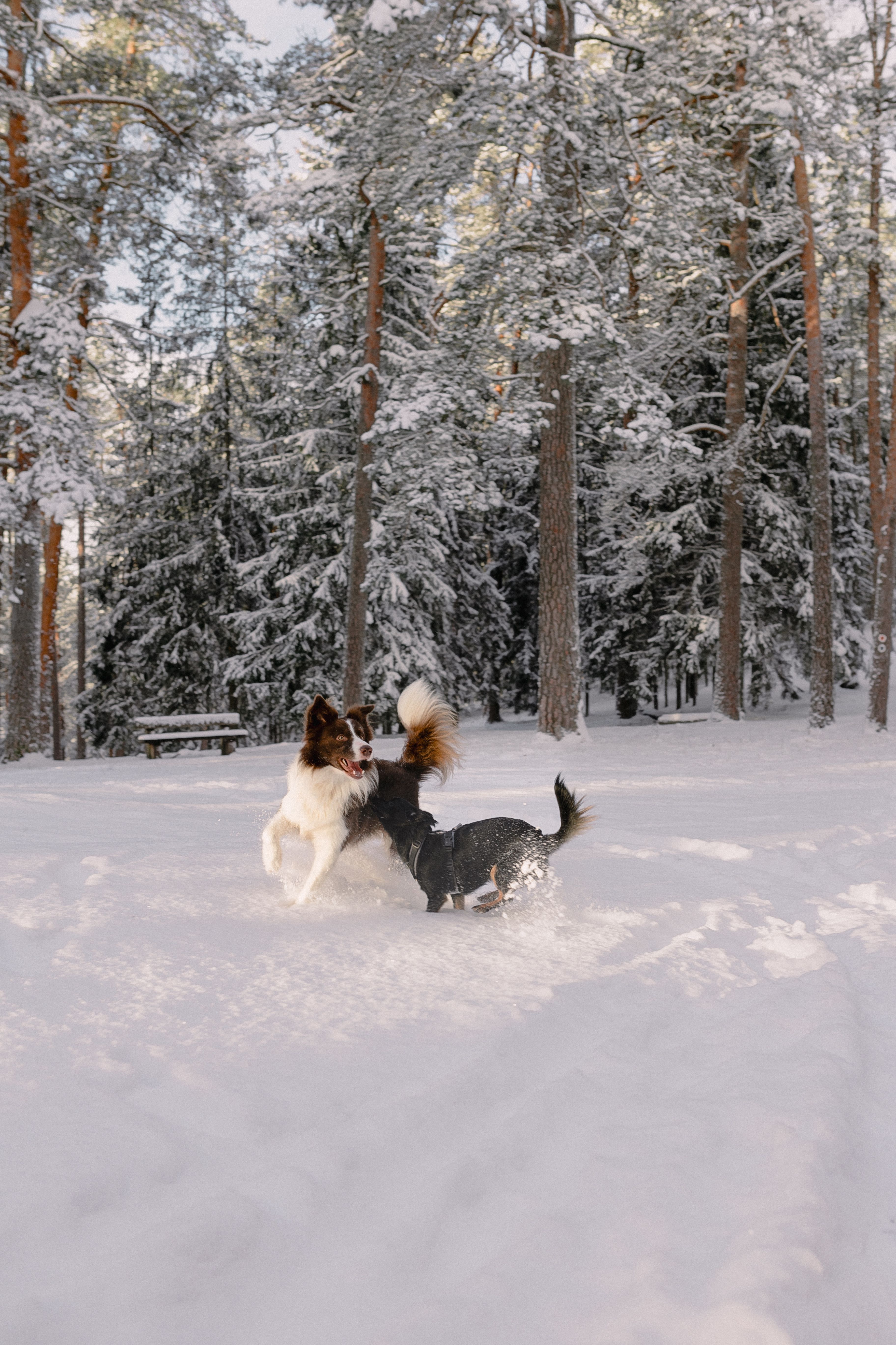 Playful Dogs in Snowy Winter Forest · Free Stock Photo