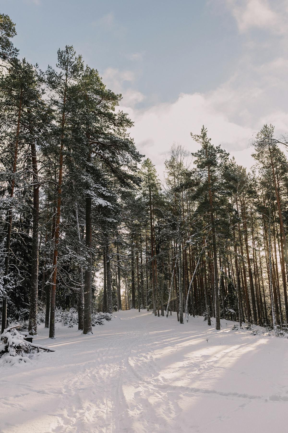 Snowy Landscape Photos, Download The BEST Free Snowy Landscape Stock ...