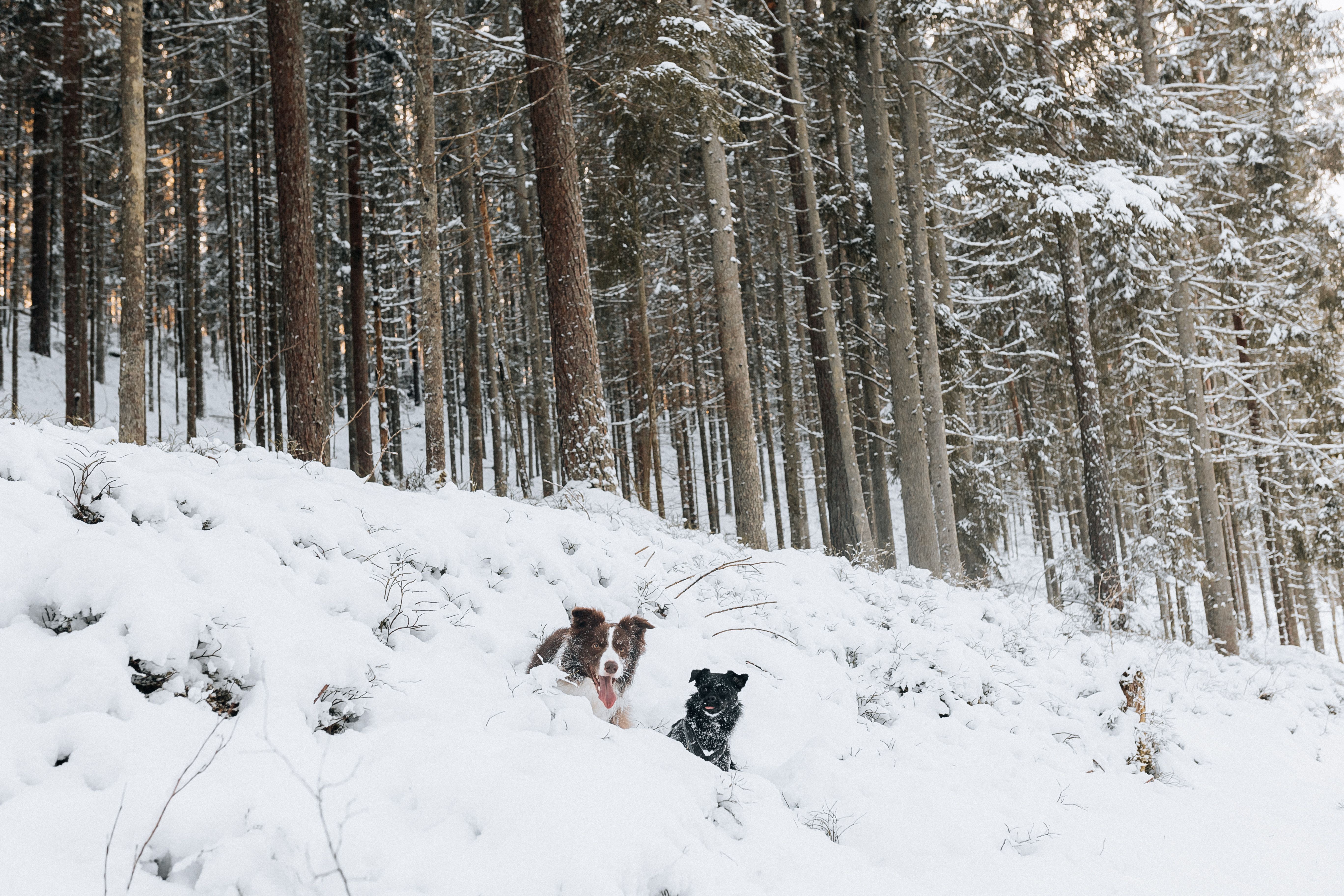 Playful Dogs in Snowy Winter Forest Scene · Free Stock Photo