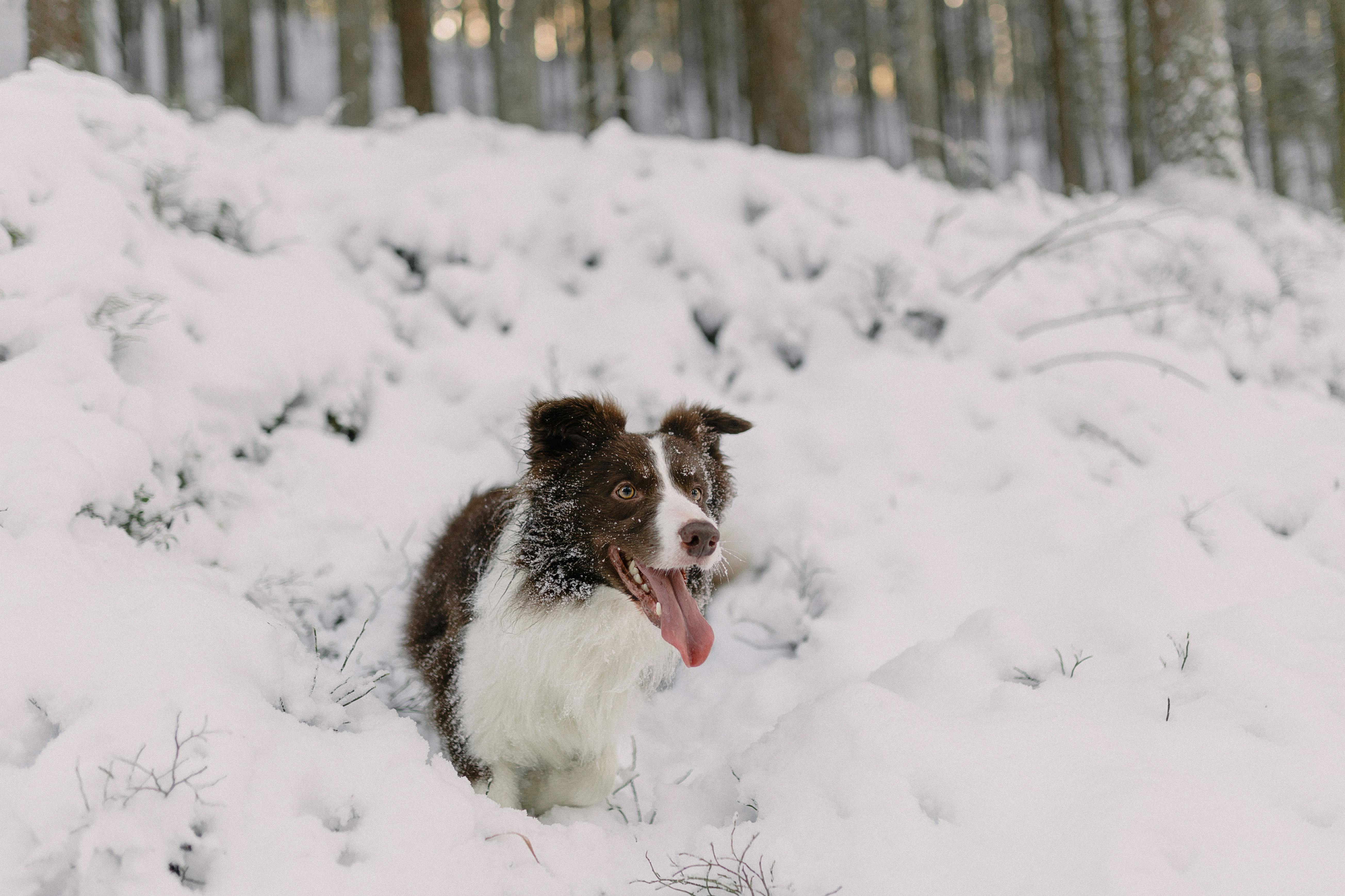 188.897+ Fotos y Imágenes de Zeta animal Gratis · Banco de Fotos Gratis