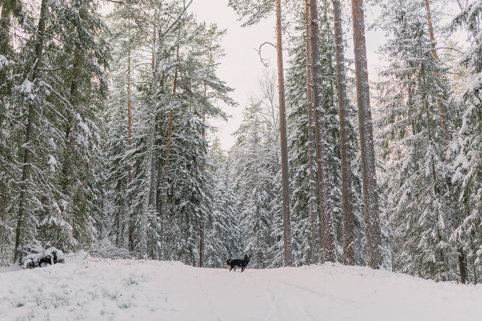 Pic Of A Dog Photos, Download The BEST Free Pic Of A Dog Stock Photos ...