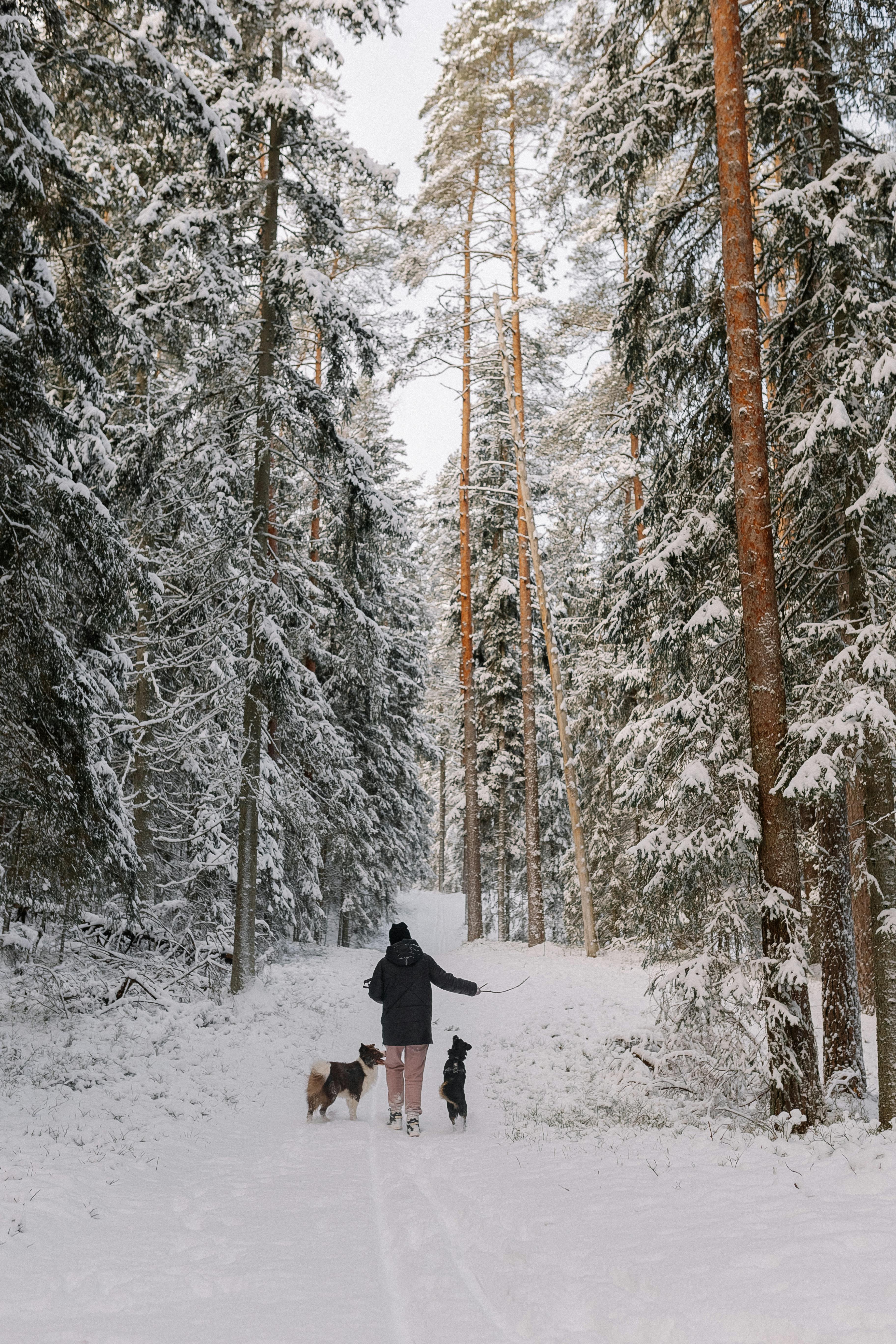 Winter Forest Walk with Dogs in Snowy Landscape · Free Stock Photo
