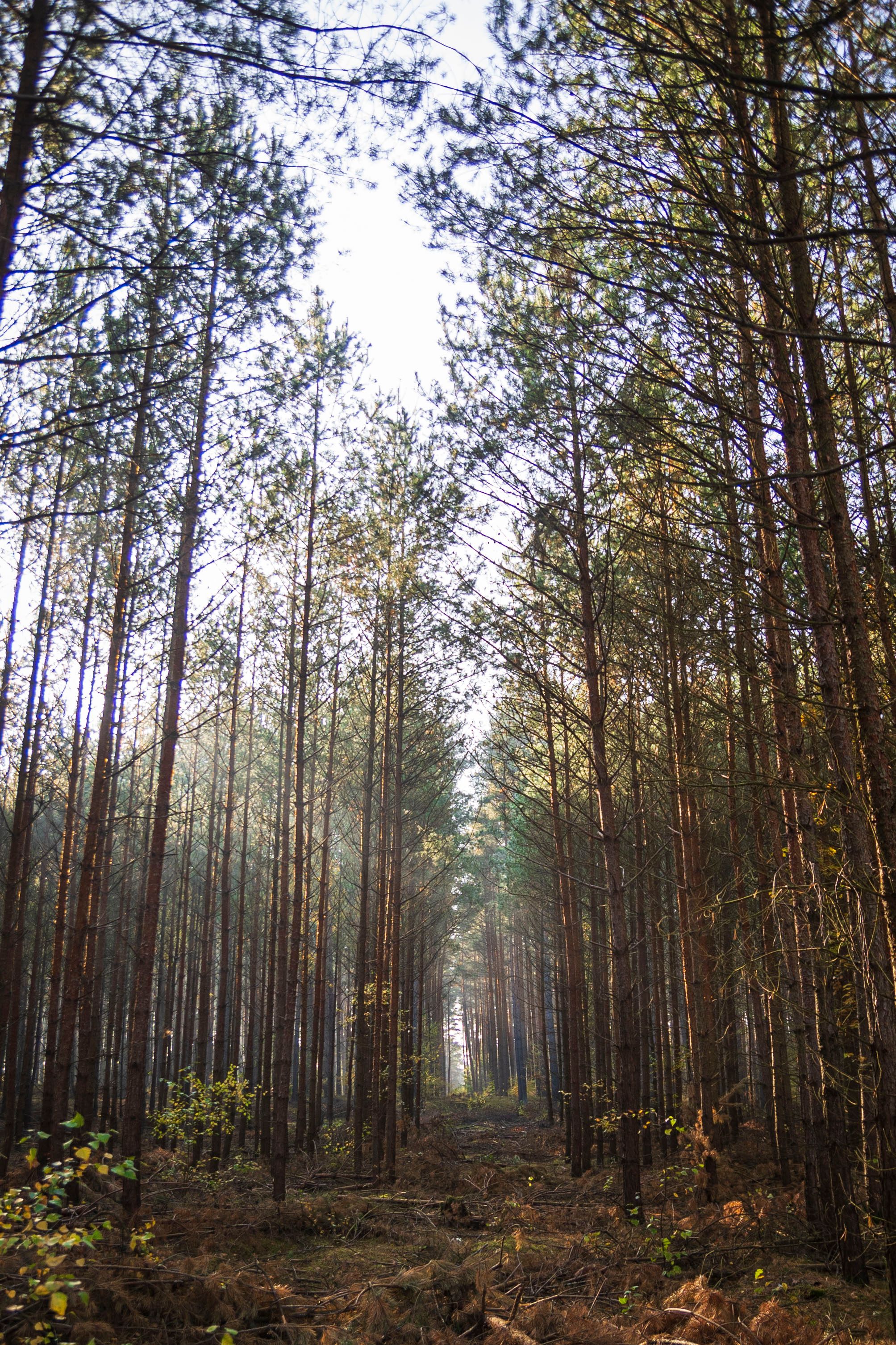 Serene Pine Forest with Sunlight Filtering Through · Free Stock Photo