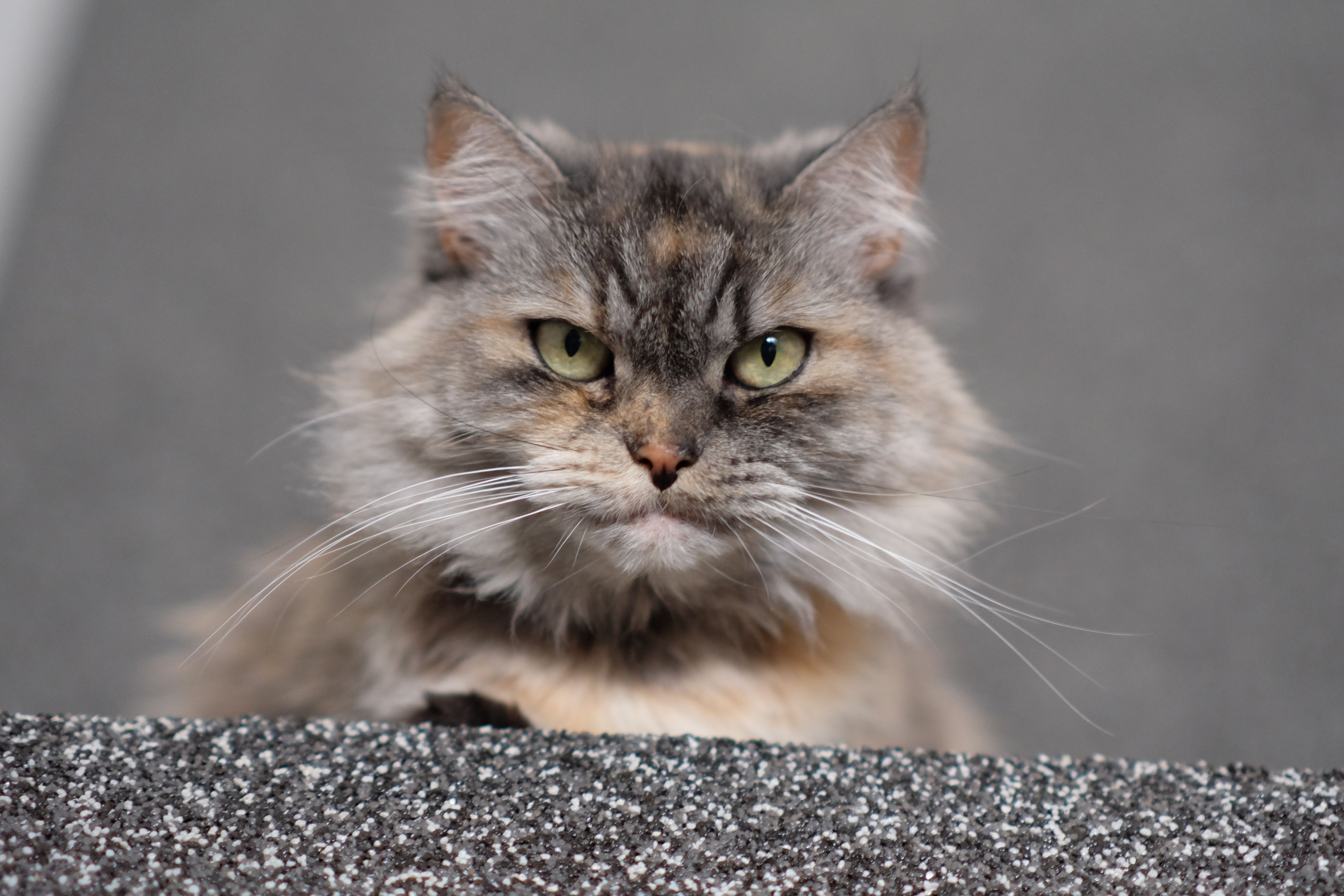 Close-up Portrait of a Fluffy Long-Haired Cat · Free Stock Photo