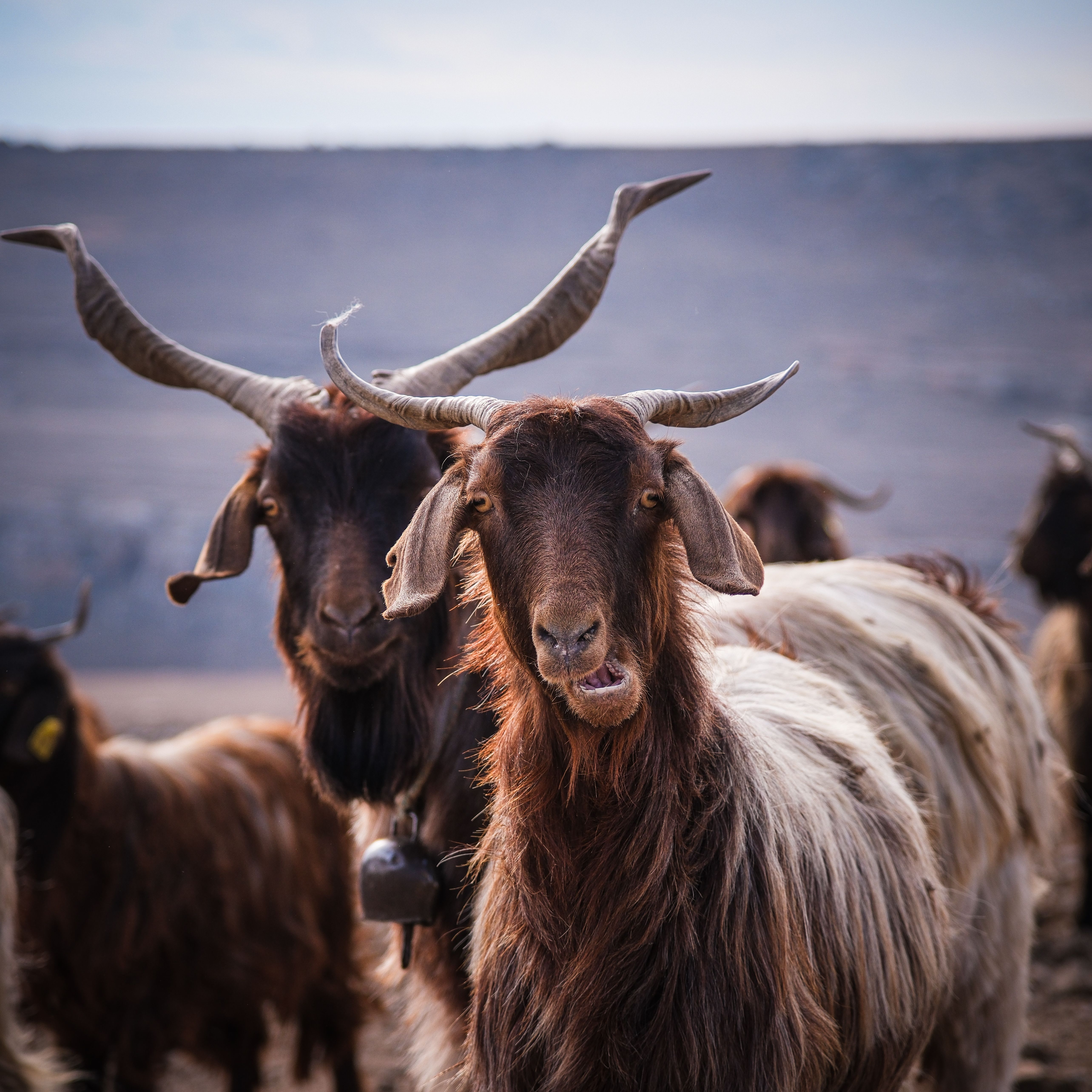 Close-Up of Majestic Brown Goats in Natural Habitat · Free Stock Photo