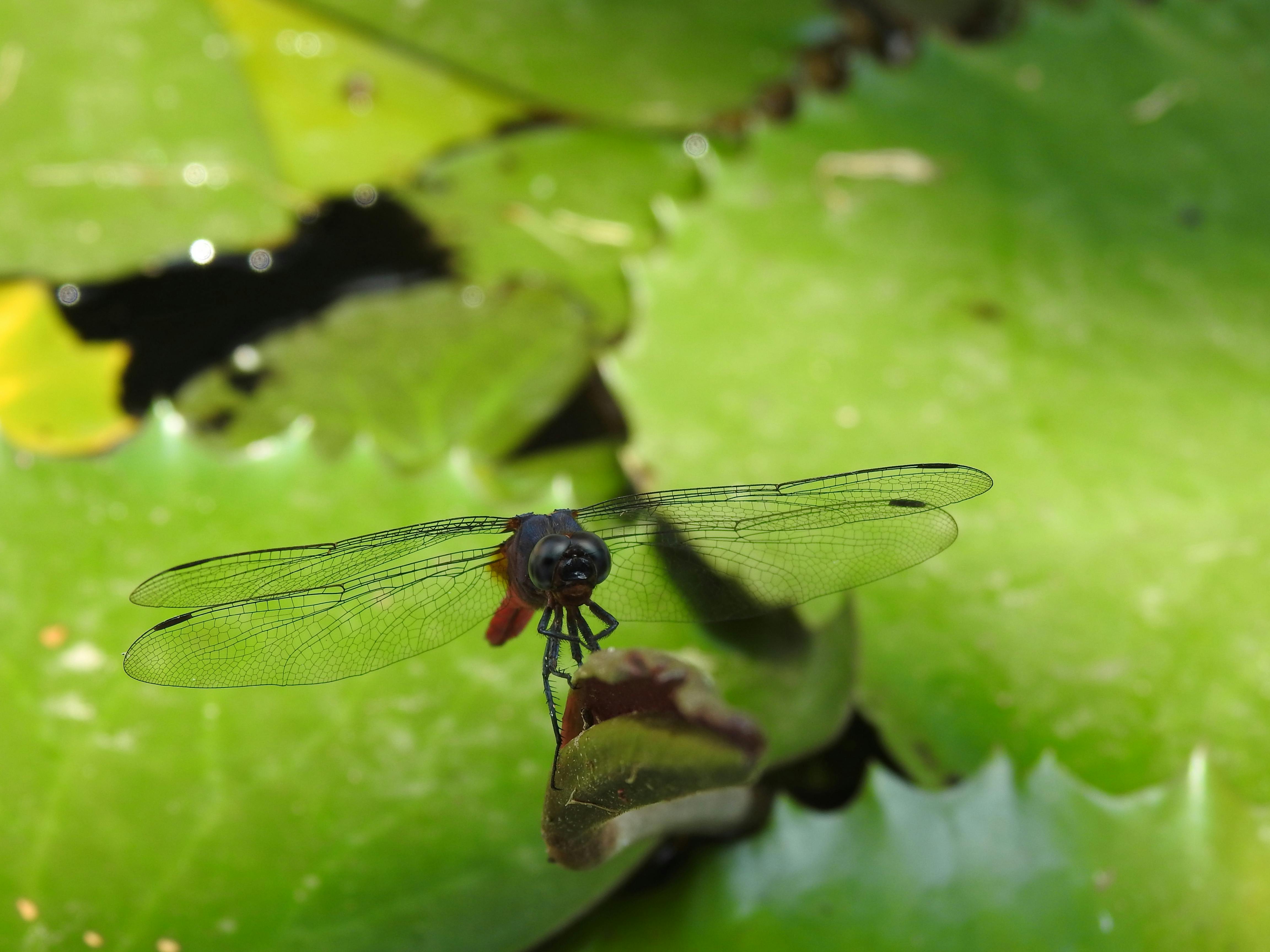 Strong Insect Photos, Download The BEST Free Strong Insect Stock Photos ...