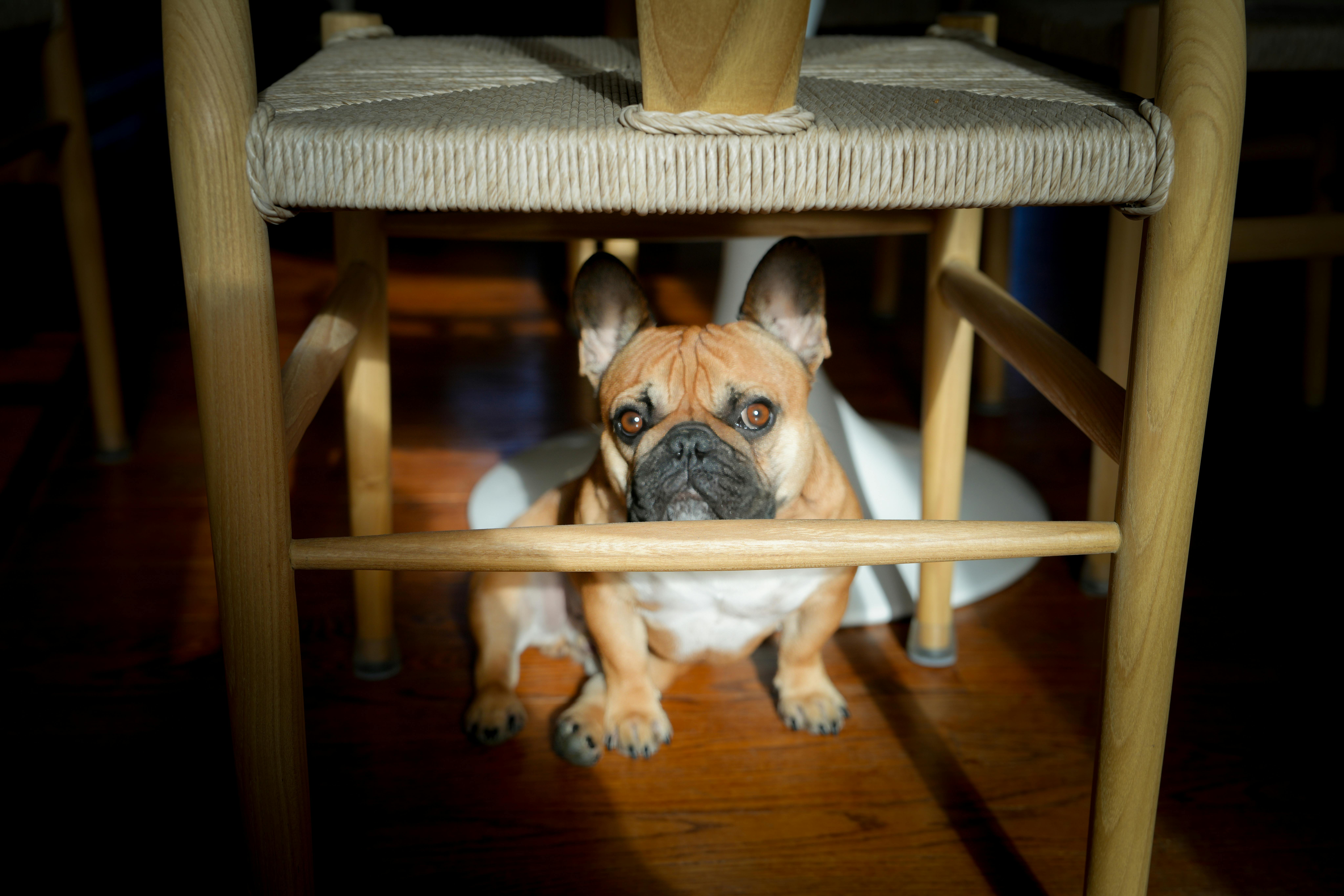 French Bulldog Hiding Under a Chair in Sunlight · Free Stock Photo