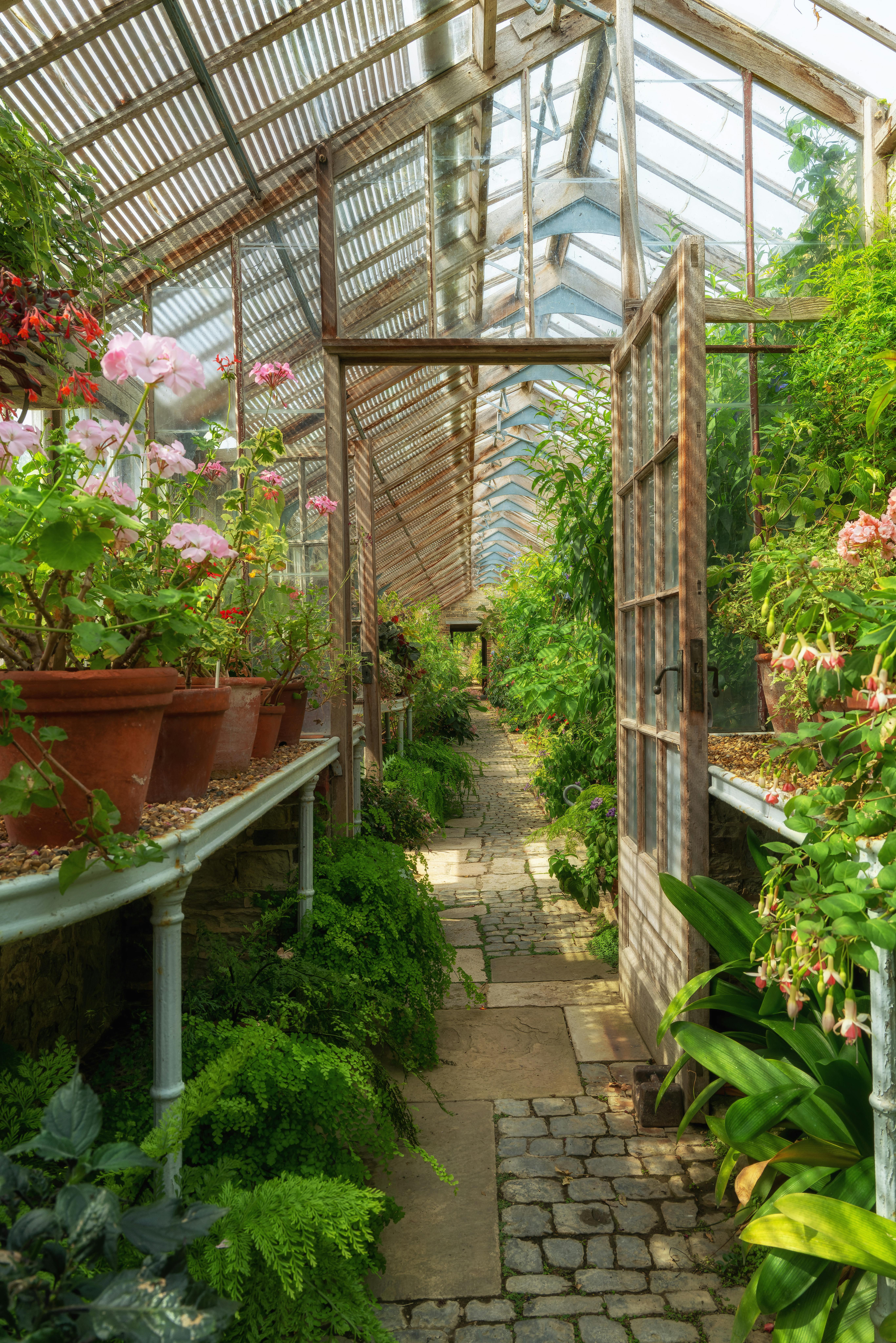 Serene Greenhouse with Lush Botanical Pathway · Free Stock Photo