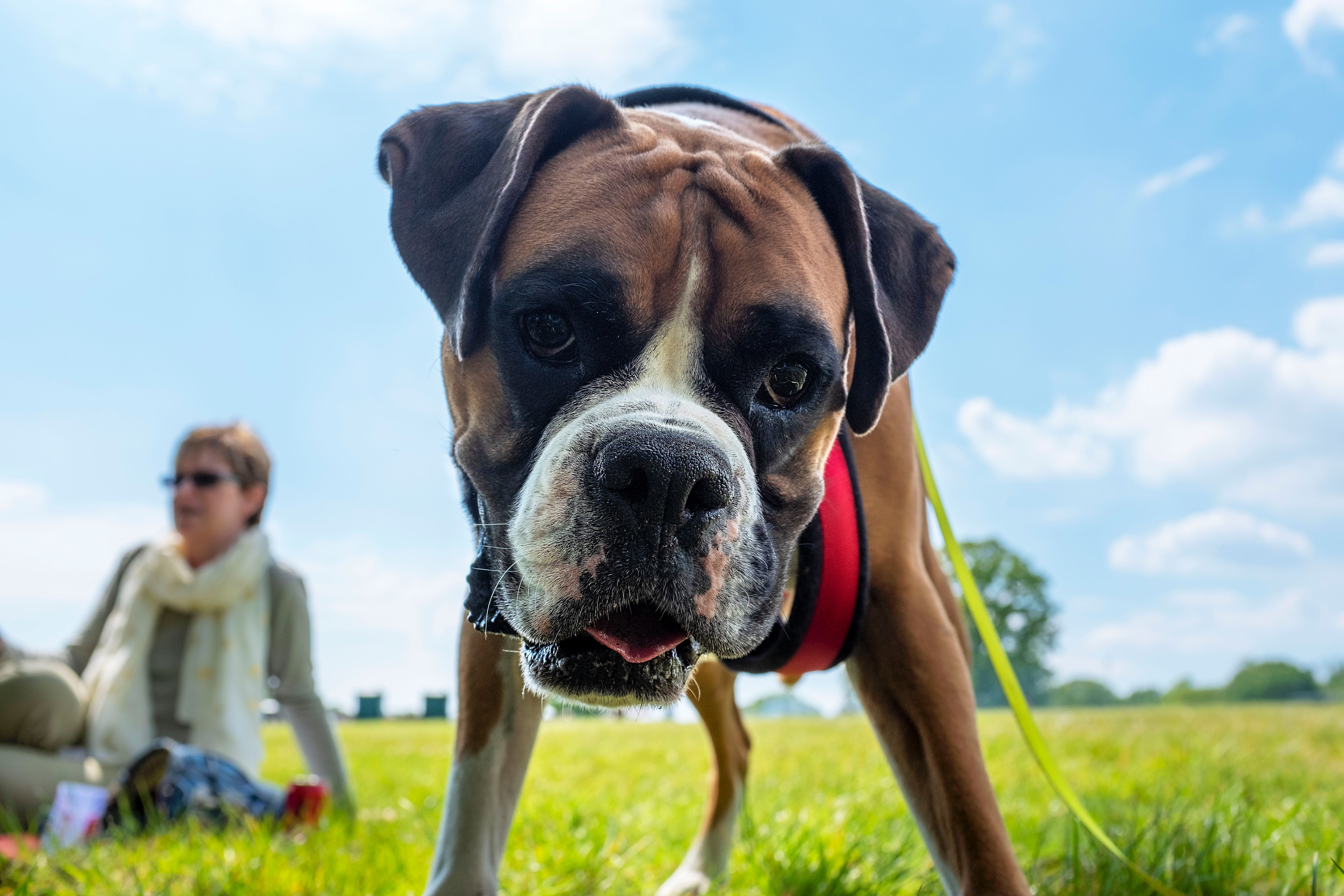 Boxer Beat Photos Download The Best Free Boxer Beat Stock Photos Hd