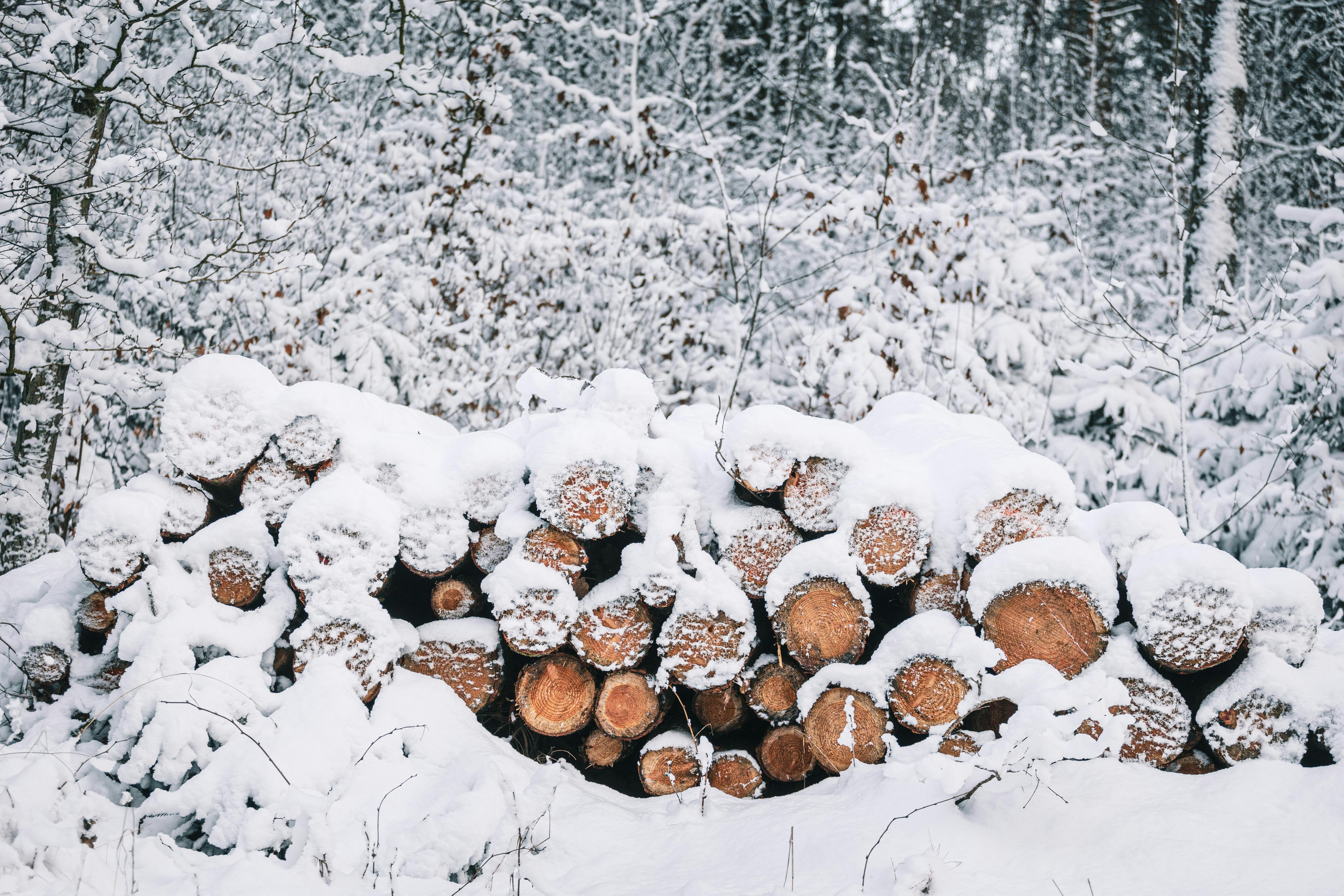 Snow-Covered Logs in Winter Forest · Free Stock Photo
