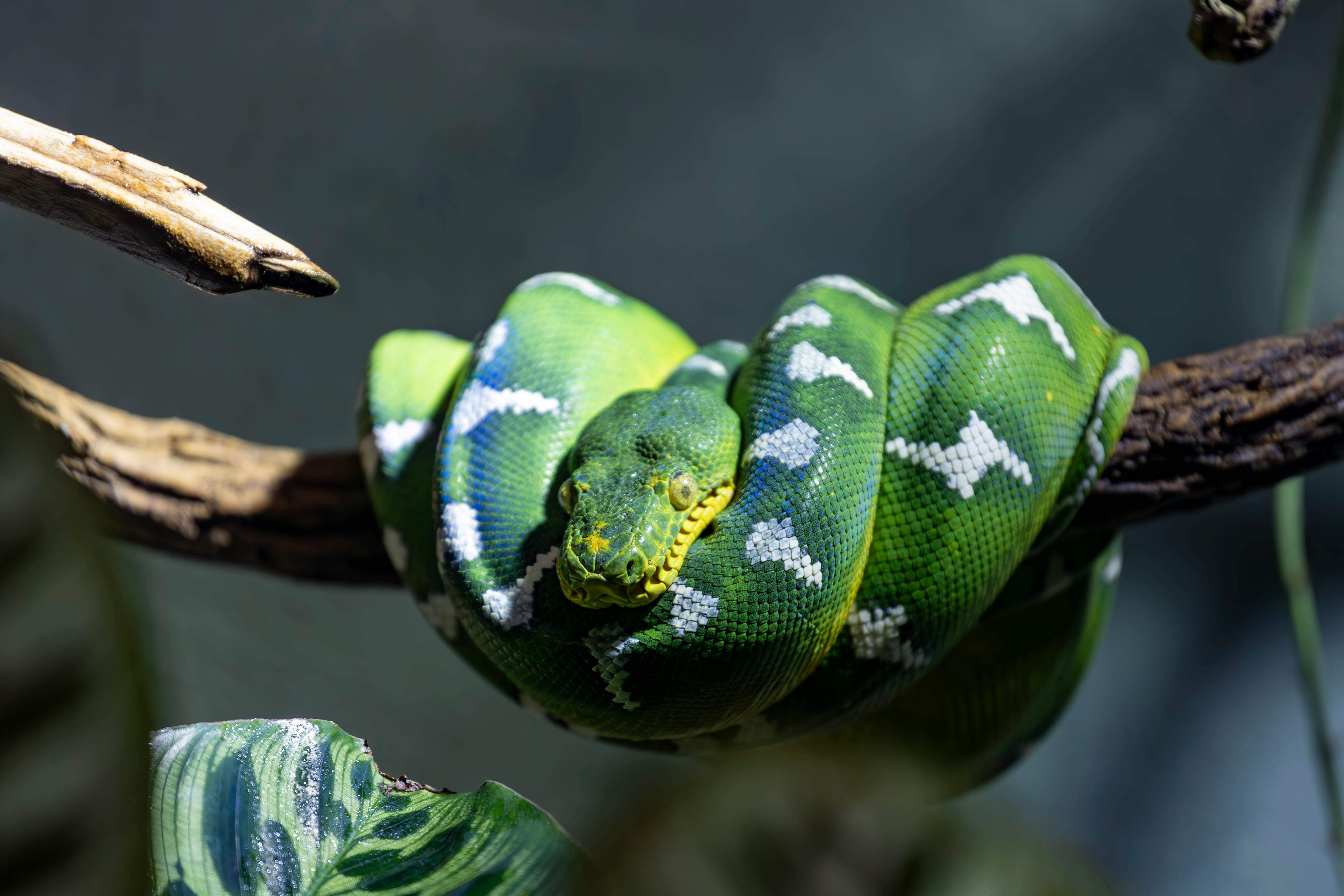 Green Tree Python Coiled on Branch in Montreal · Free Stock Photo
