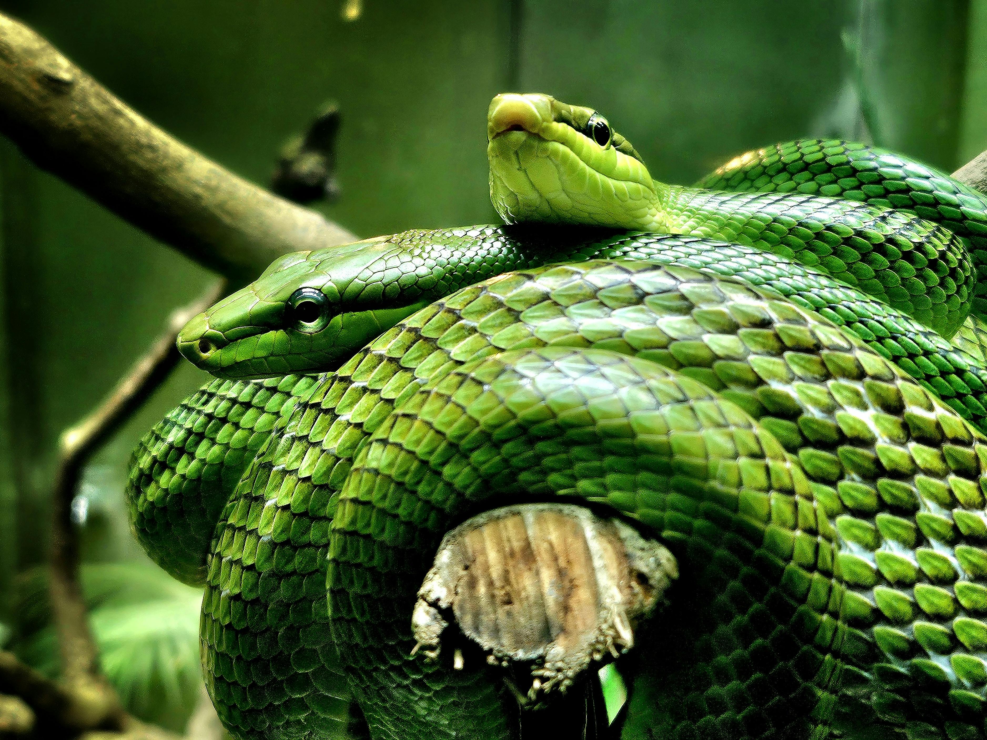 Green Arboreal Ratsnake Pair in Tropical Setting · Free Stock Photo