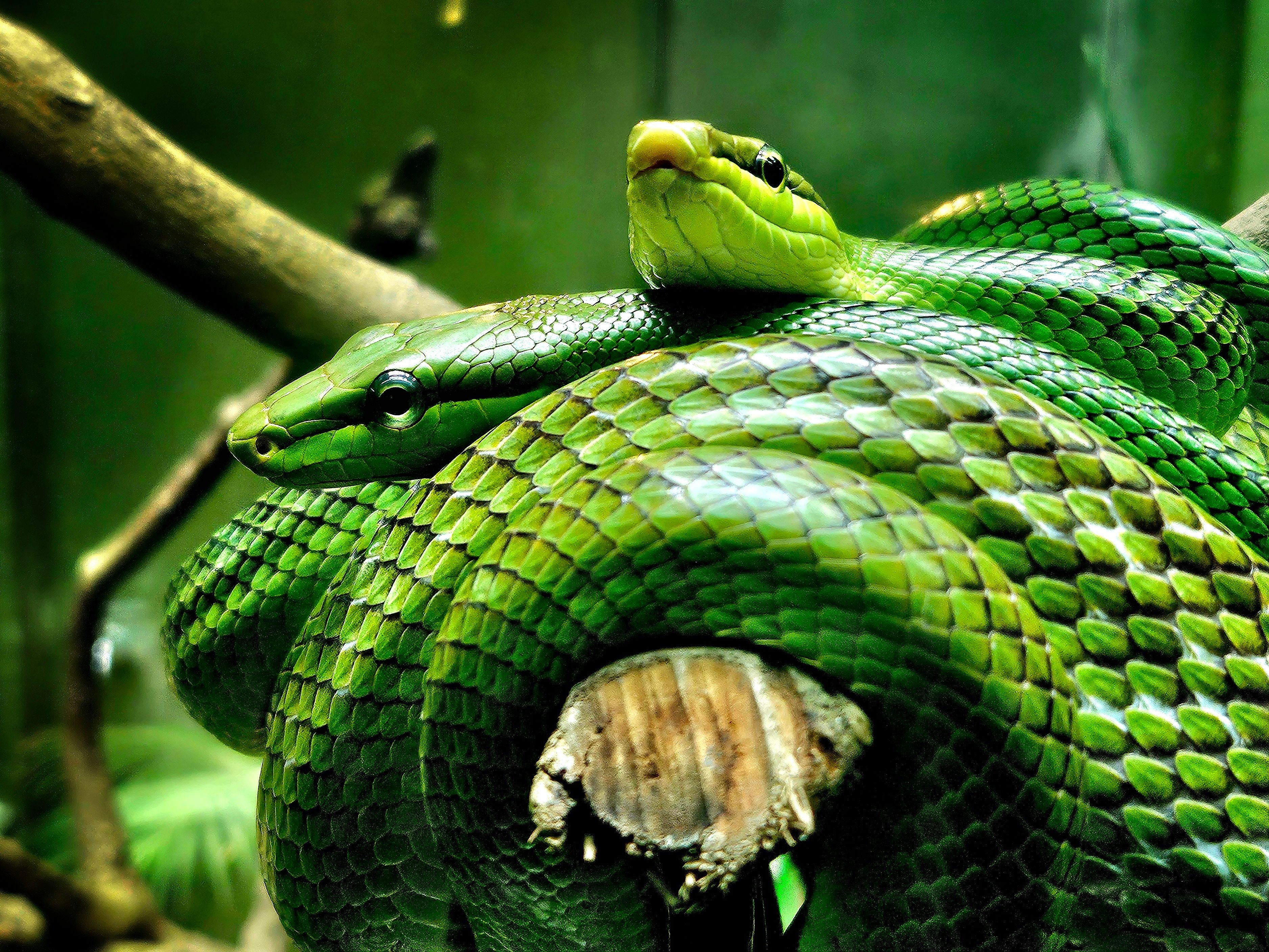 Green Arboreal Ratsnake Pair in Tropical Setting · Free Stock Photo