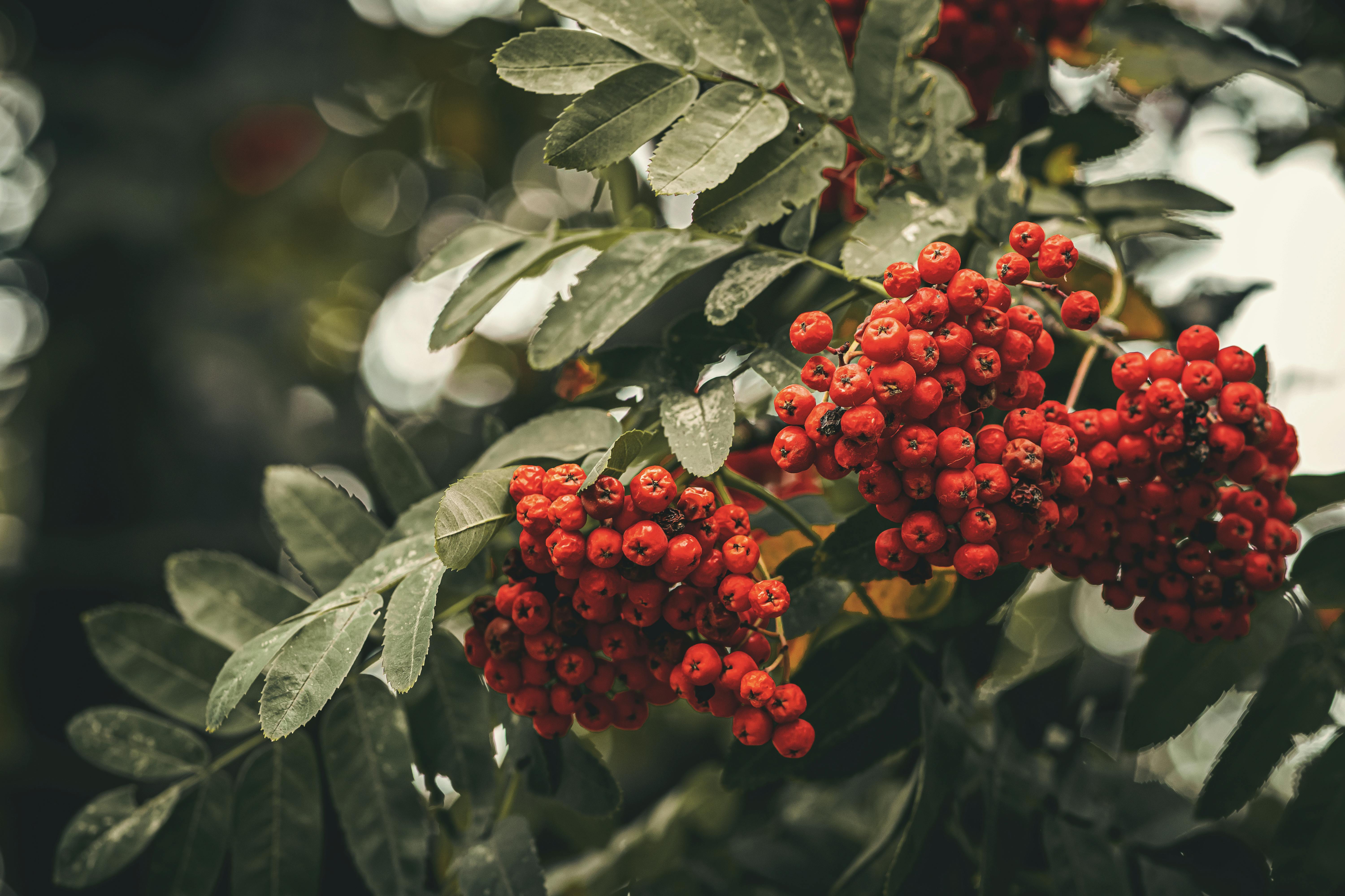 1000+ Engaging Rowan Tree Photos Pexels · Free Stock Photos