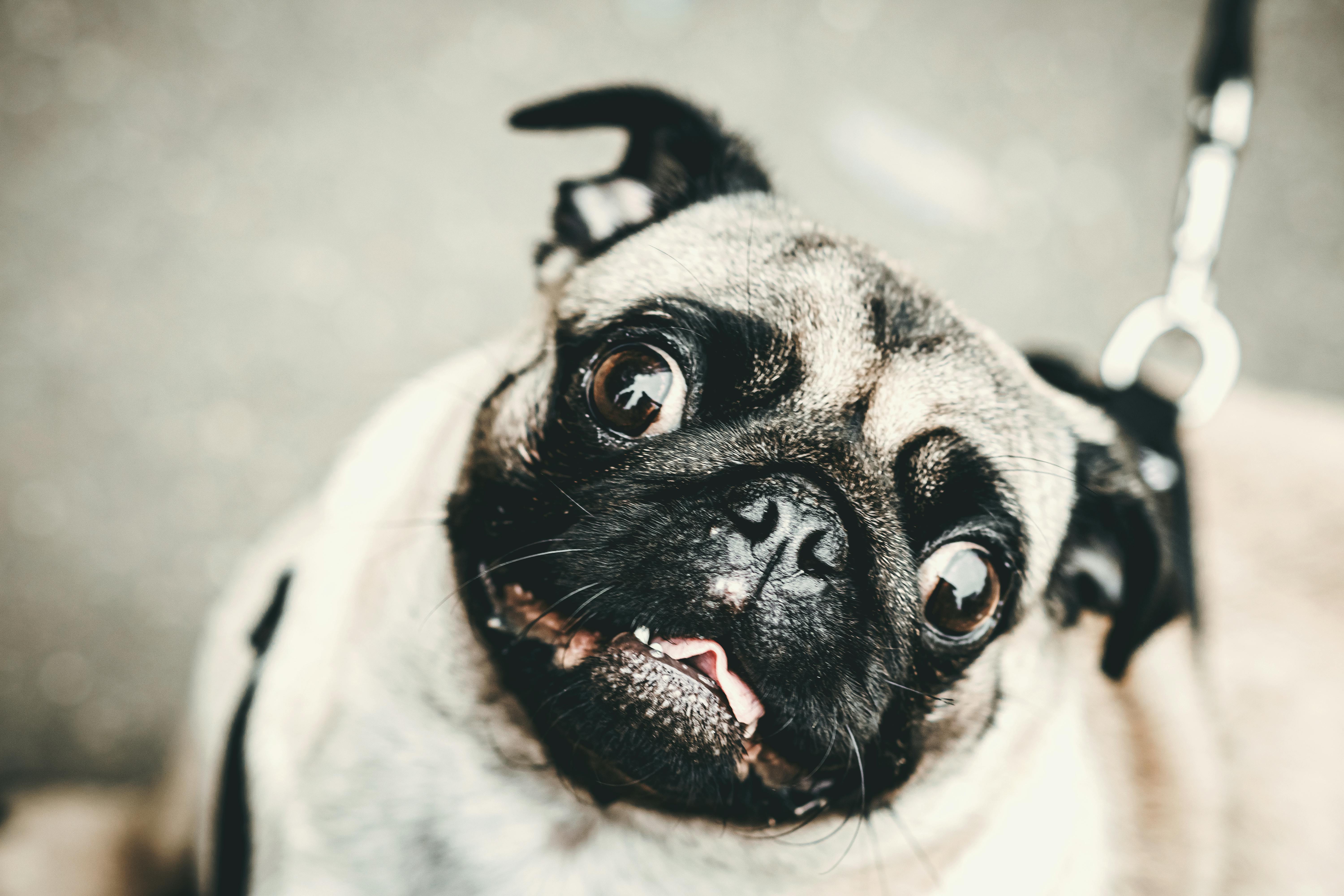 100+ Best Pug Photos · 100% Free Download · Pexels Stock Photos