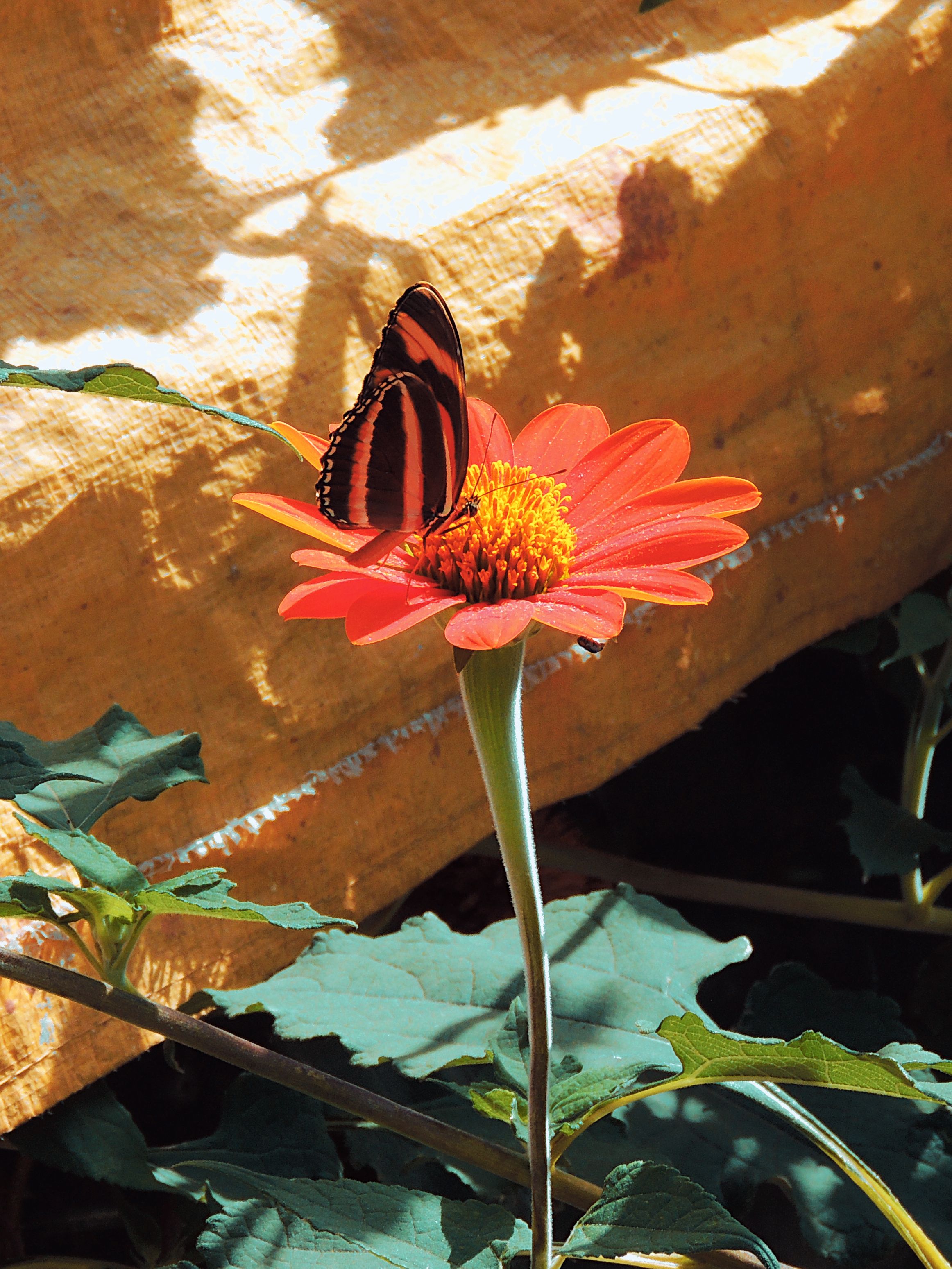 Butterfly Template Photos, Download The BEST Free Butterfly Template ...