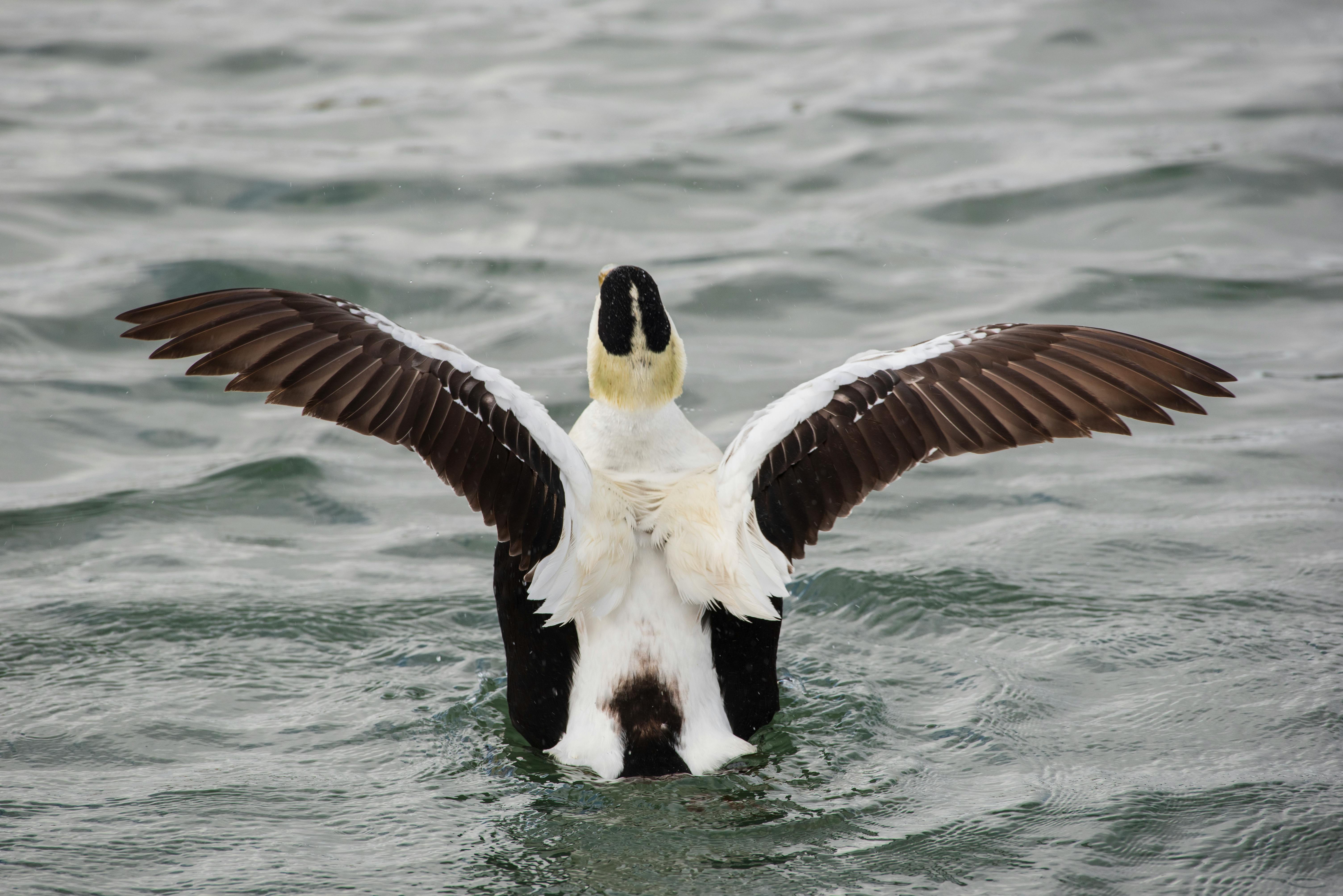 Common Eider Duck Spreading Wings on Water · Free Stock Photo