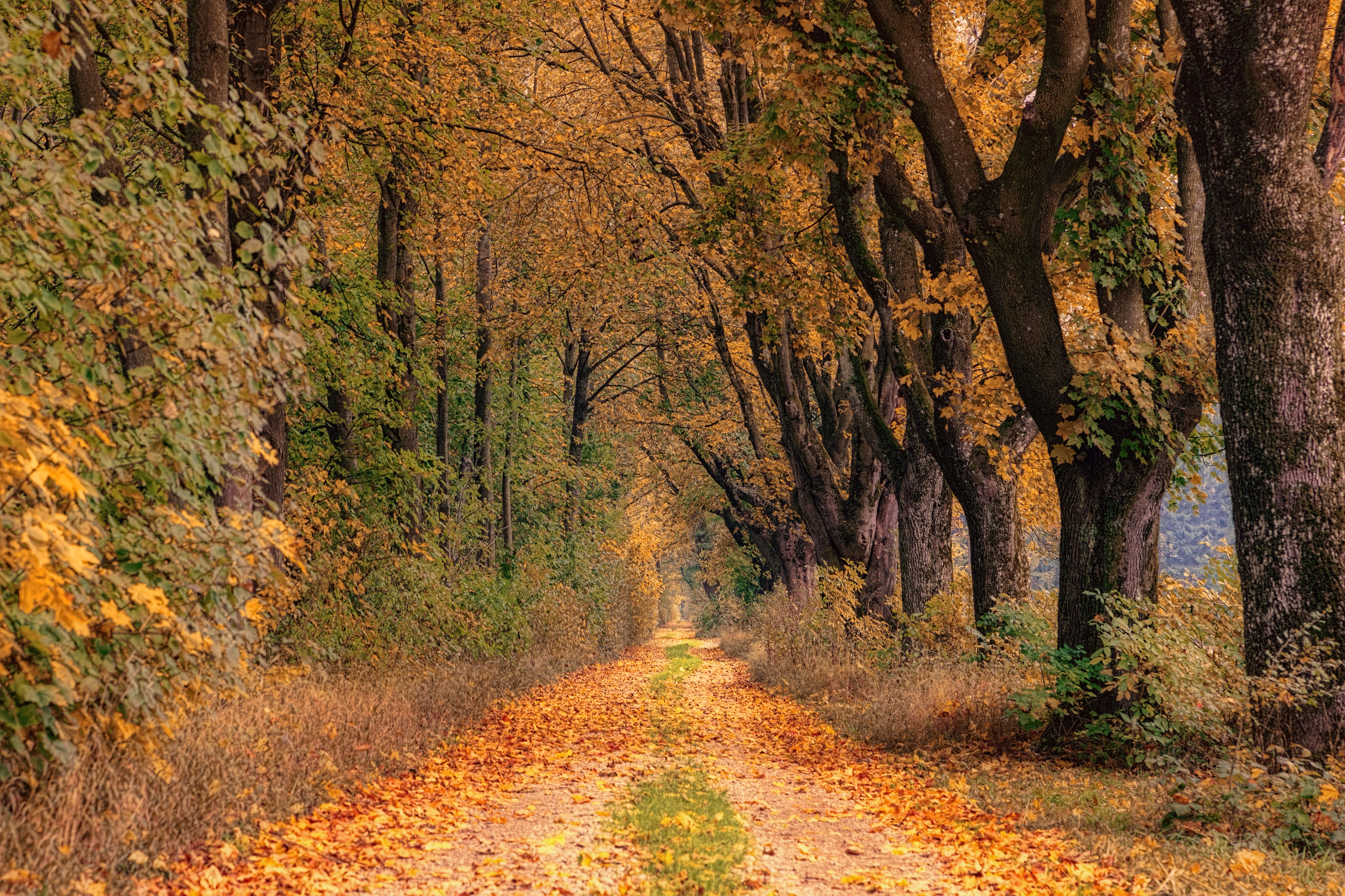 Scenic Autumn Woodland Pathway Landscape · Free Stock Photo