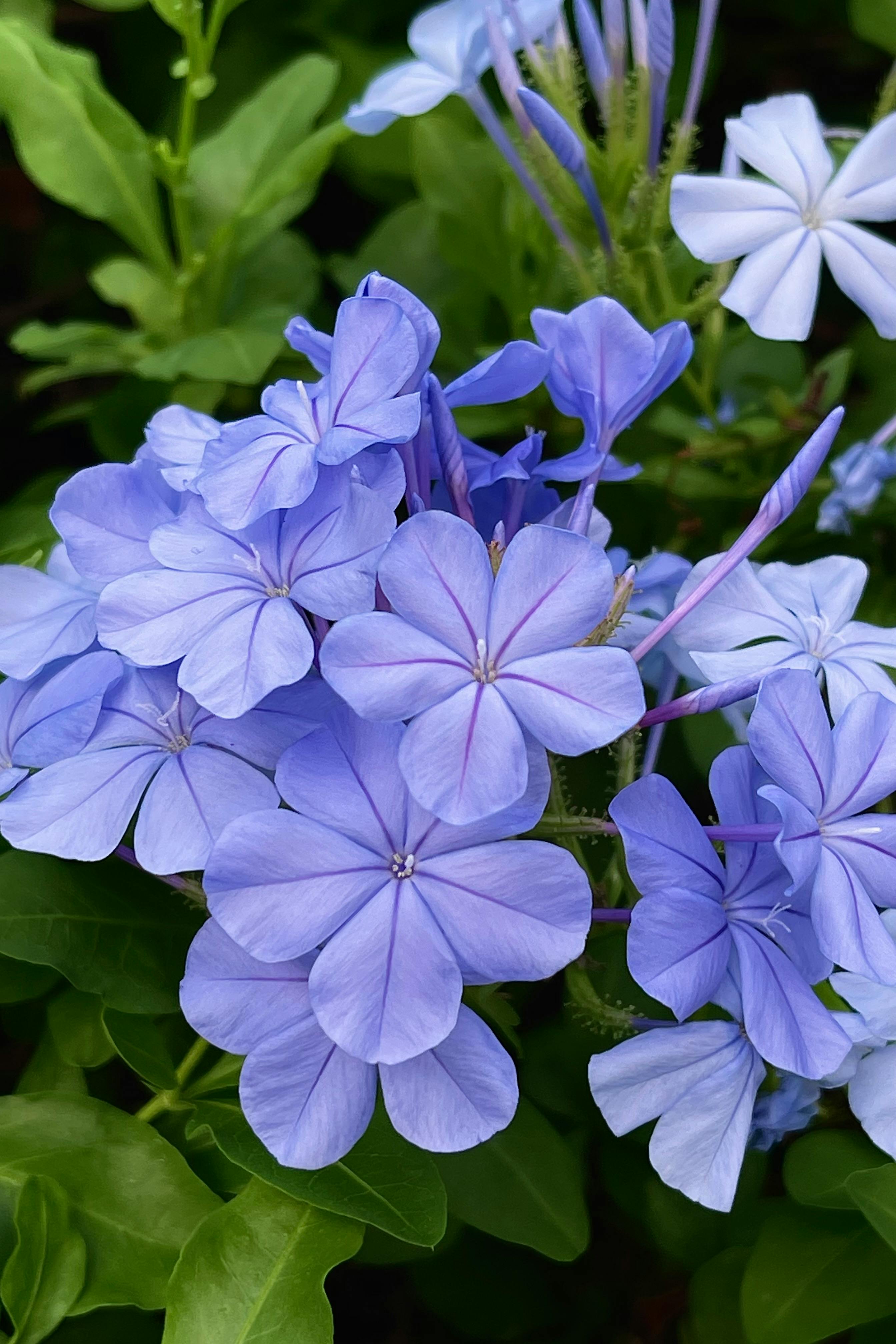 Close-up of Vibrant Plumbago Blooms in Garden · Free Stock Photo