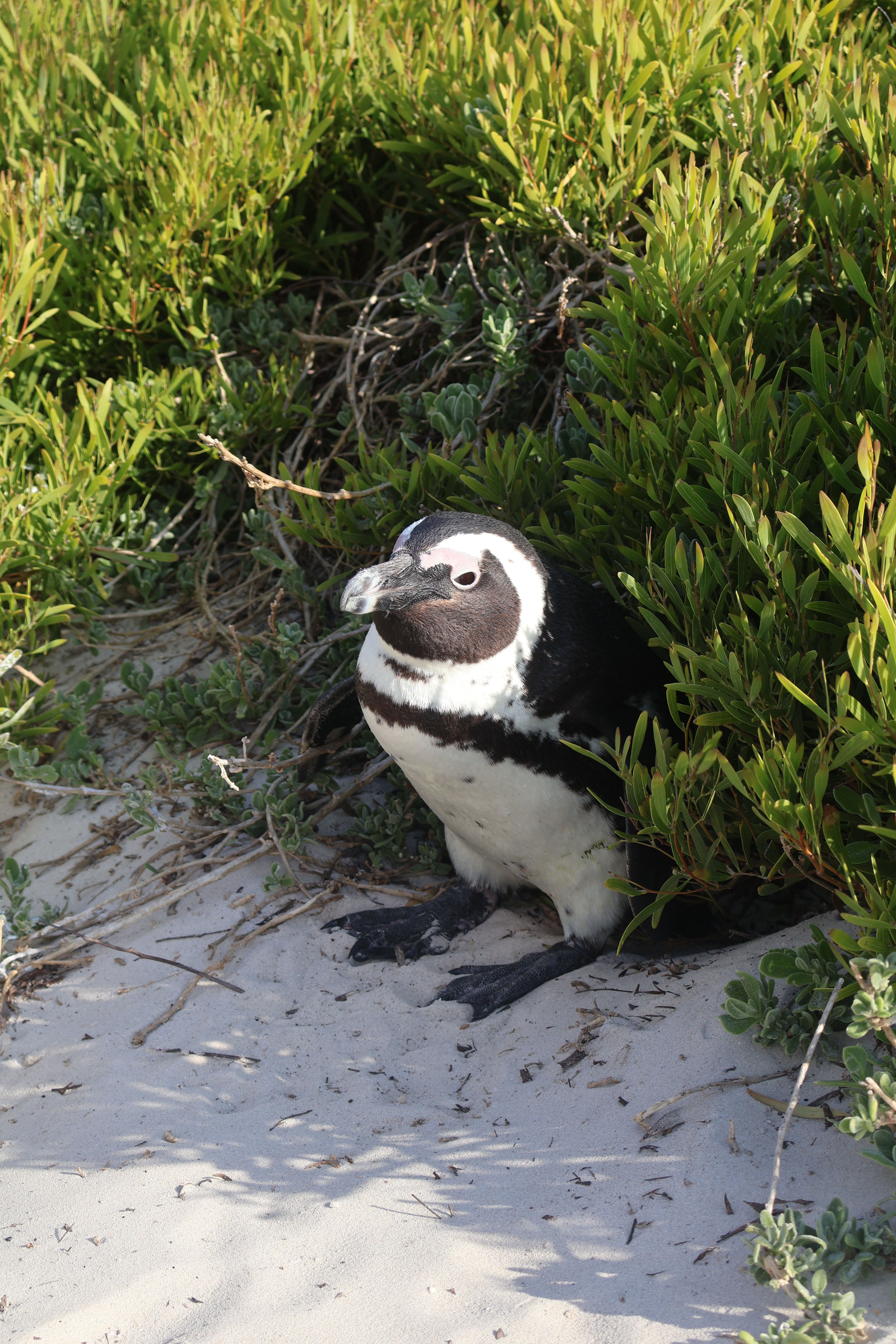 African Penguin Nestled in Coastal Vegetation · Free Stock Photo