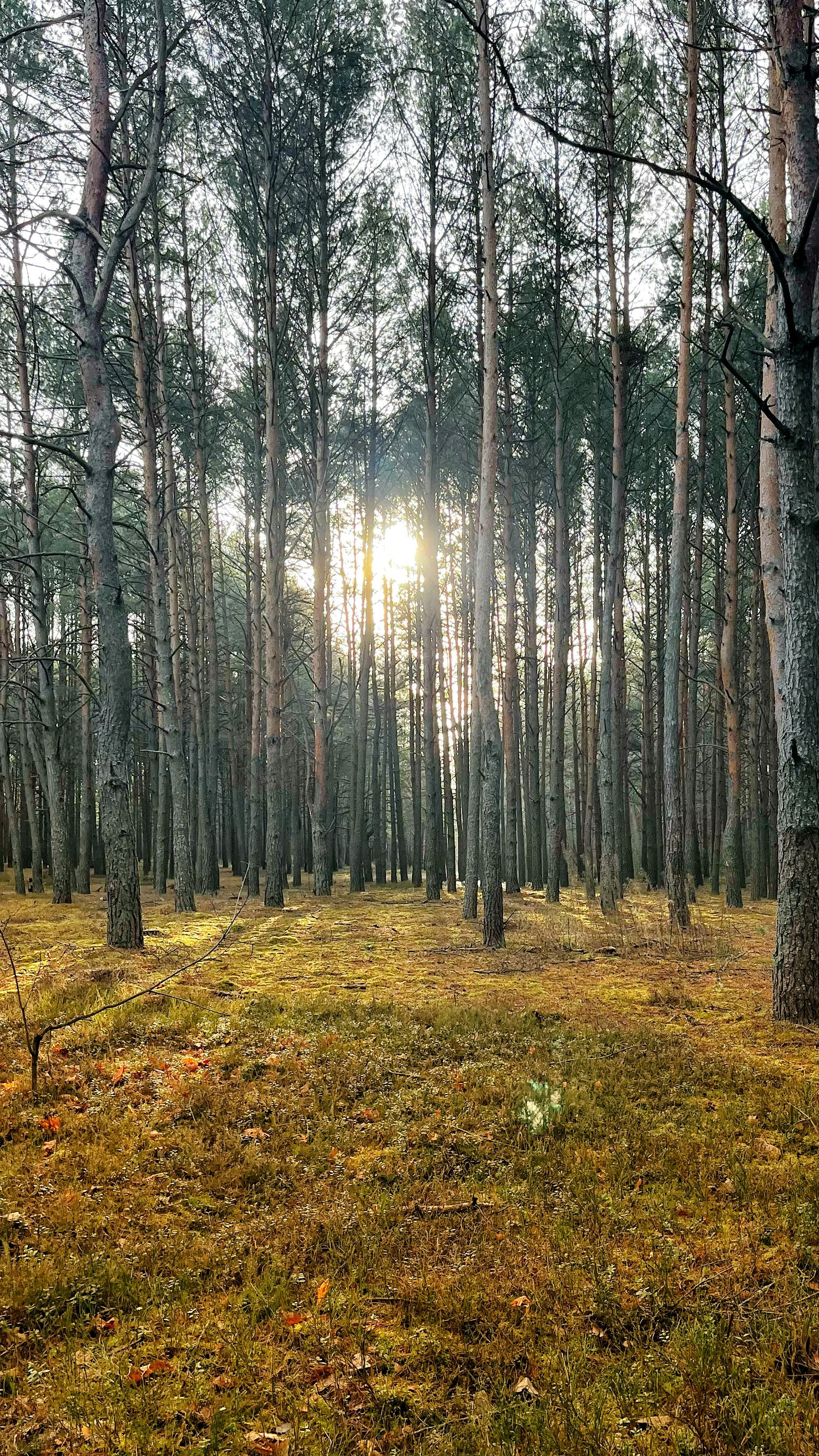 Autumn Clean Photos, Download The BEST Free Autumn Clean Stock Photos ...