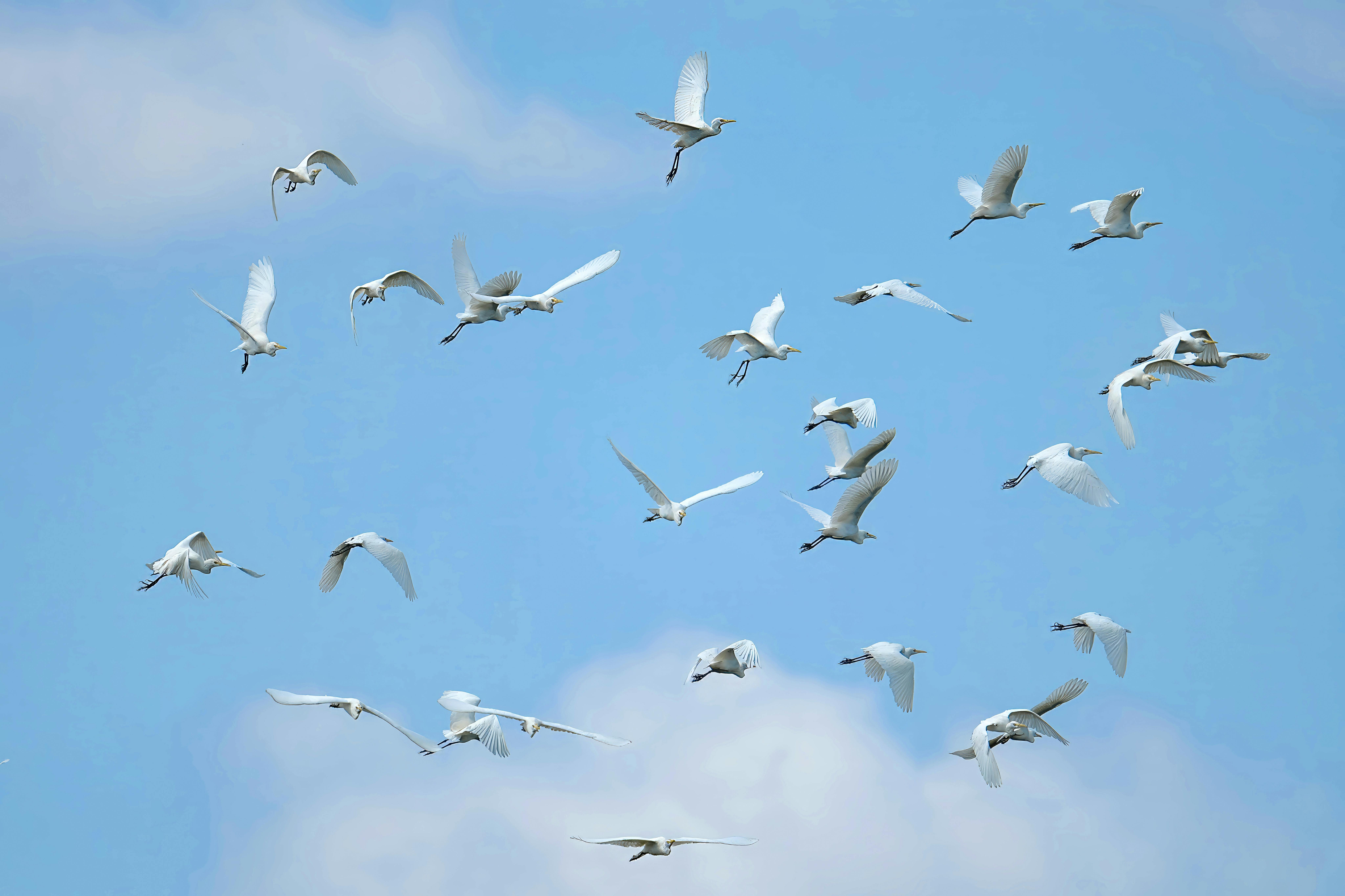 Flock of White Birds Soaring in Clear Blue Sky · Free Stock Photo