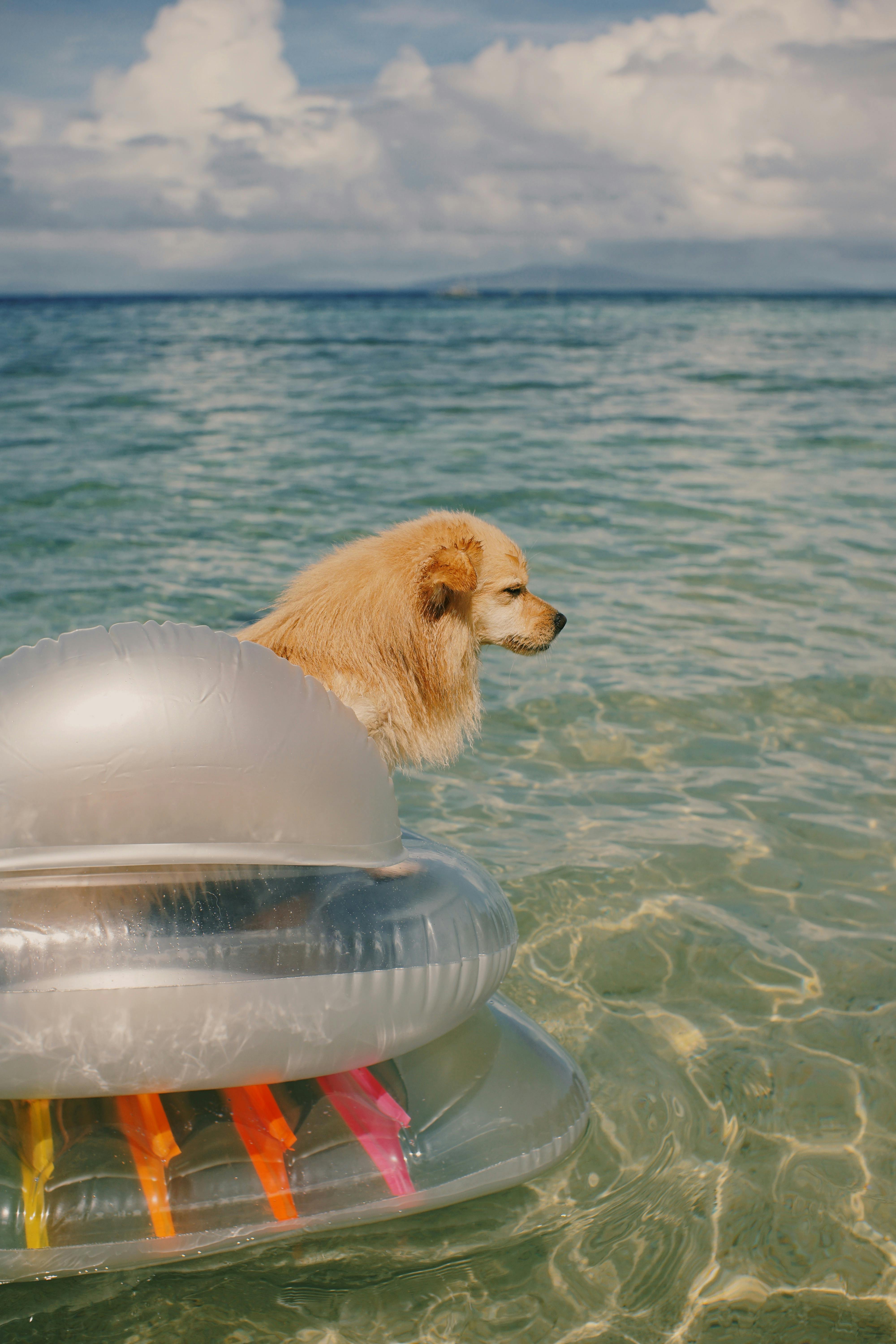 Golden Retriever Relaxing on Inflatable Float in Ocean · Free Stock Photo