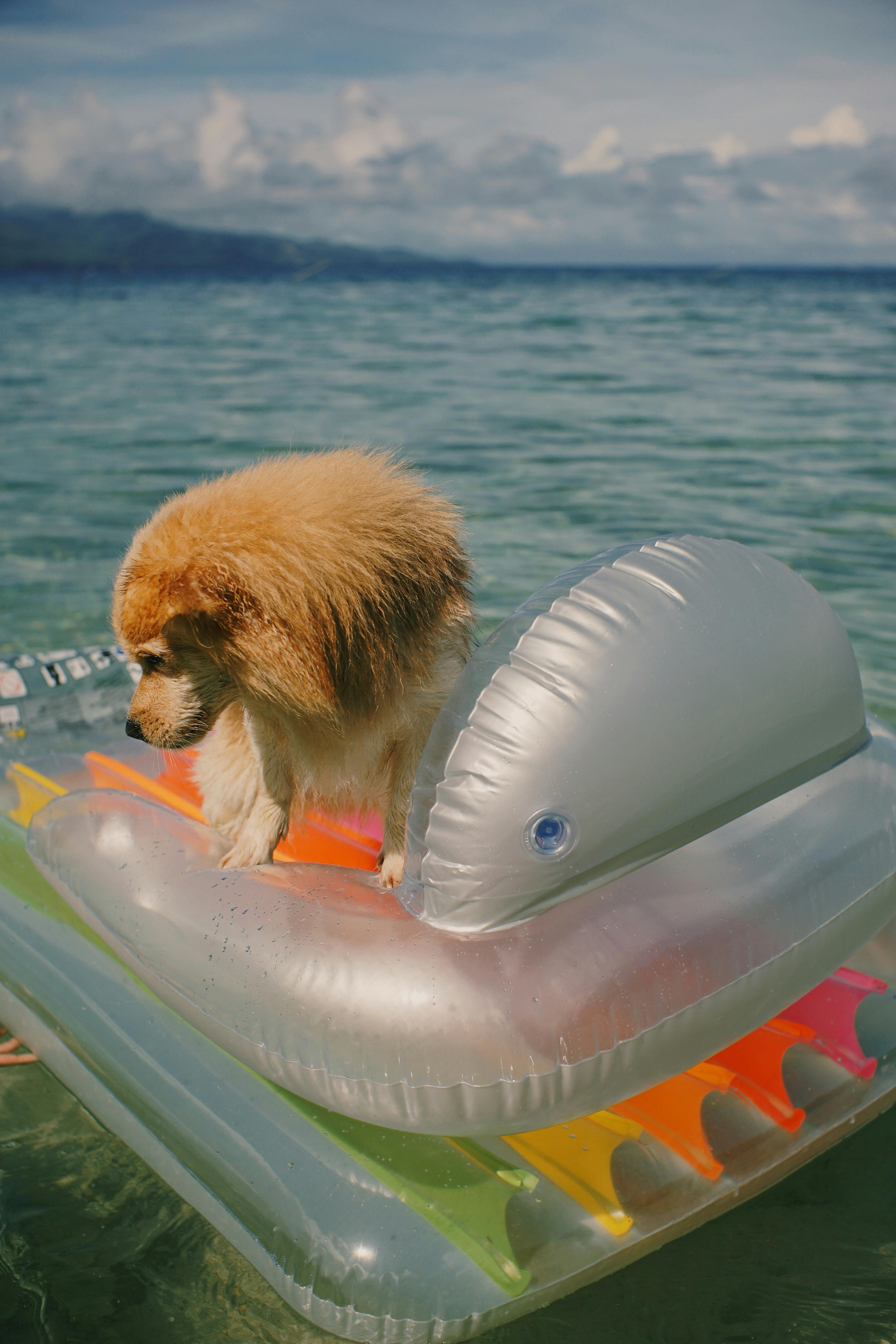 Lindo Perro En Un Inflable En El Agua Del Océano · Foto de stock gratuita