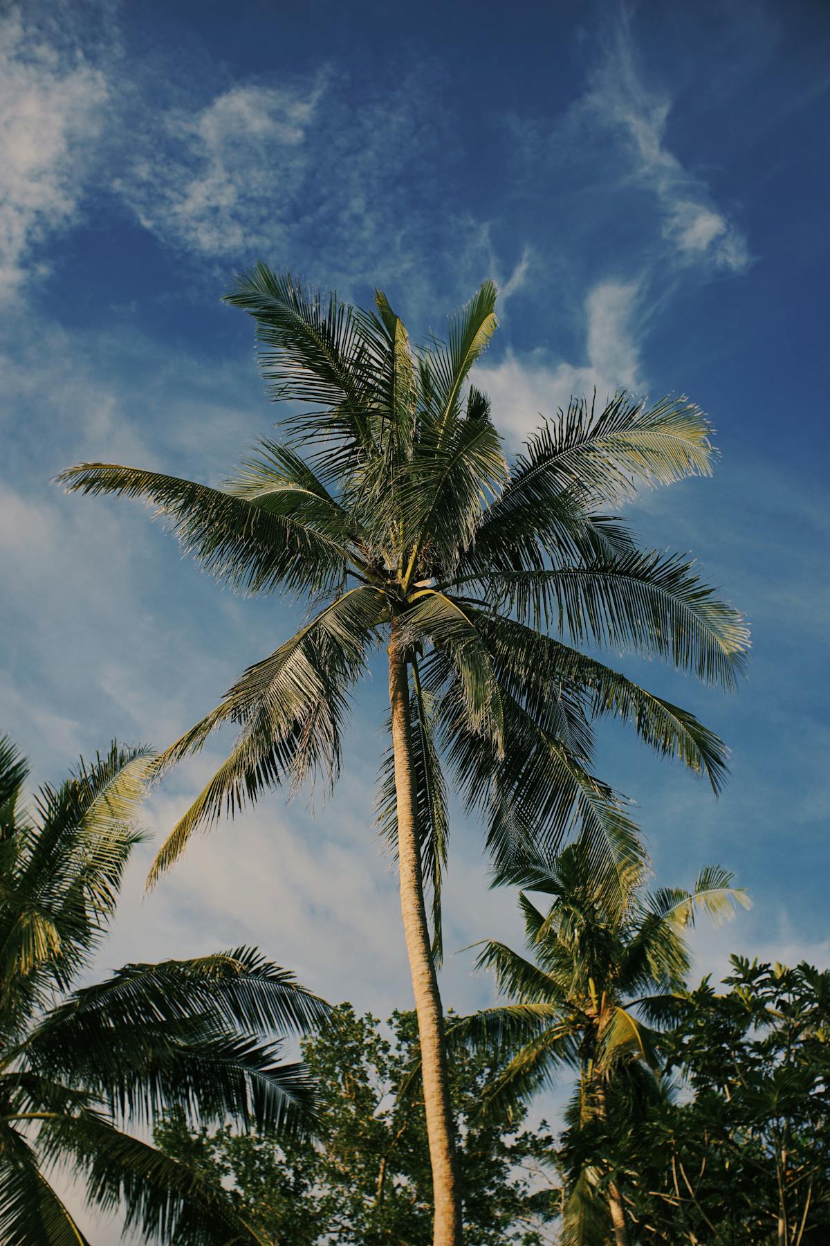 Palm Tree Collage Photos, Download The BEST Free Palm Tree Collage ...