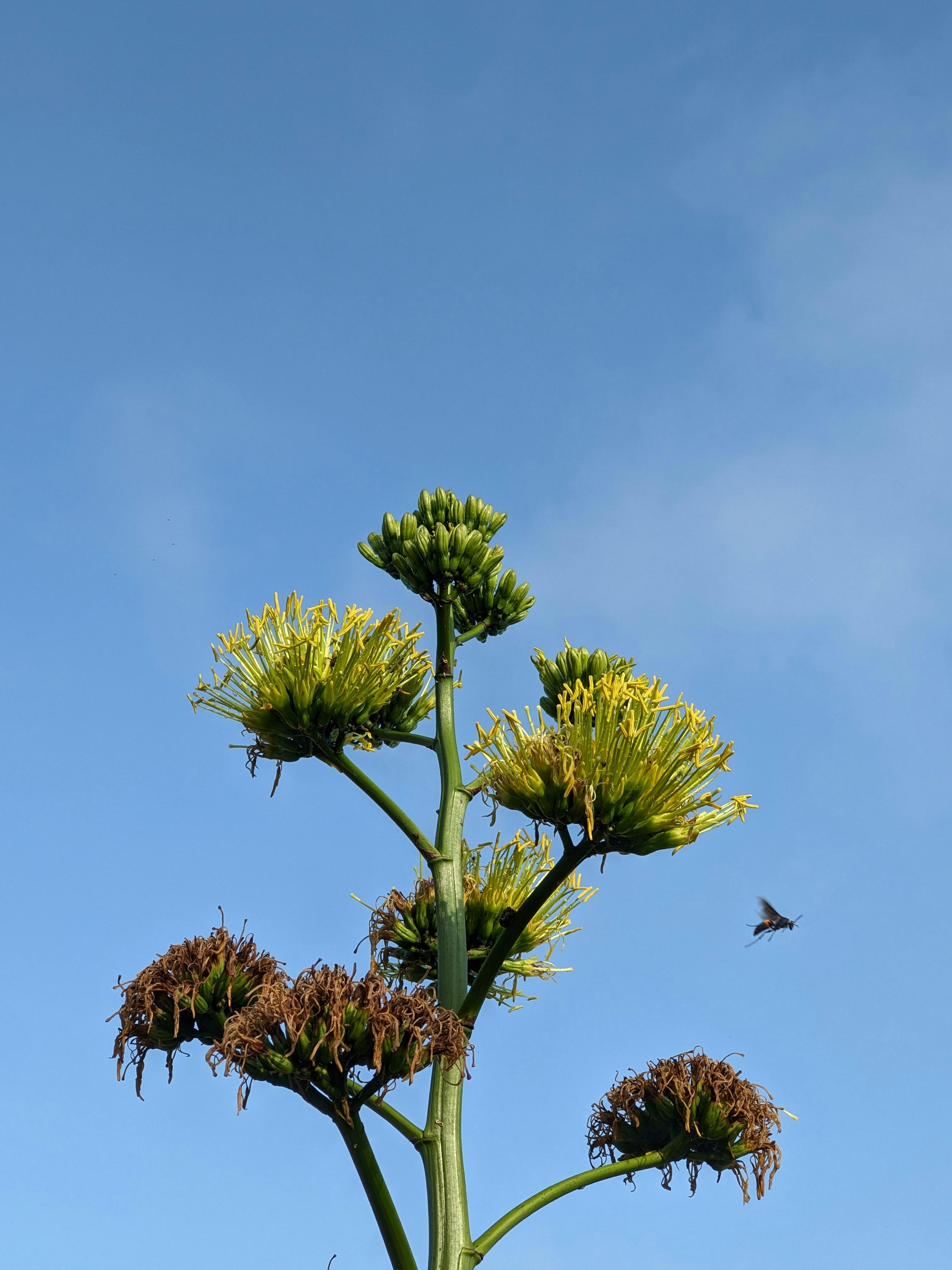 Tall Agave Bloom Against Clear Blue Sky · Free Stock Photo