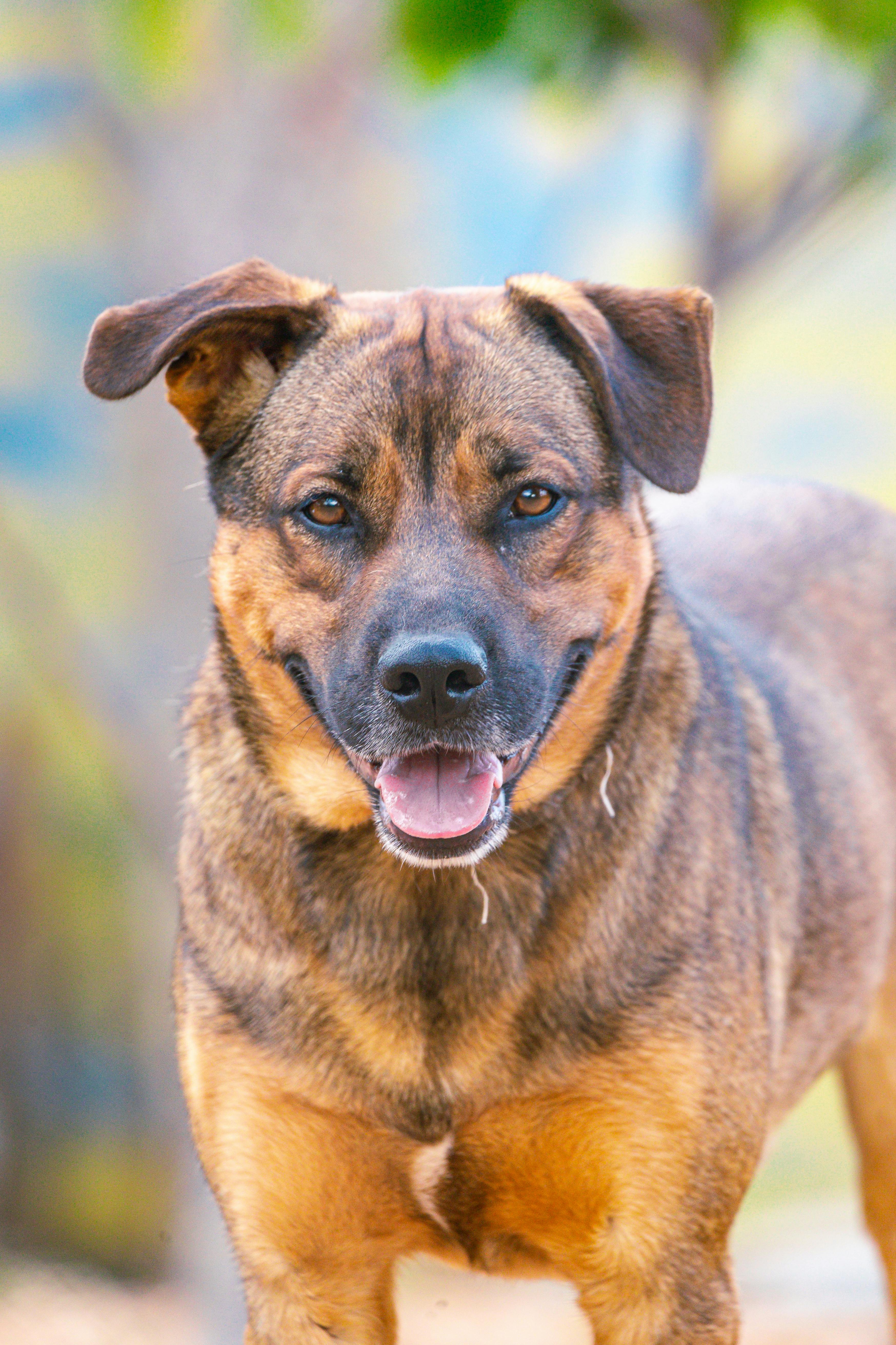 Smiling Brown Dog in Outdoor Setting · Free Stock Photo