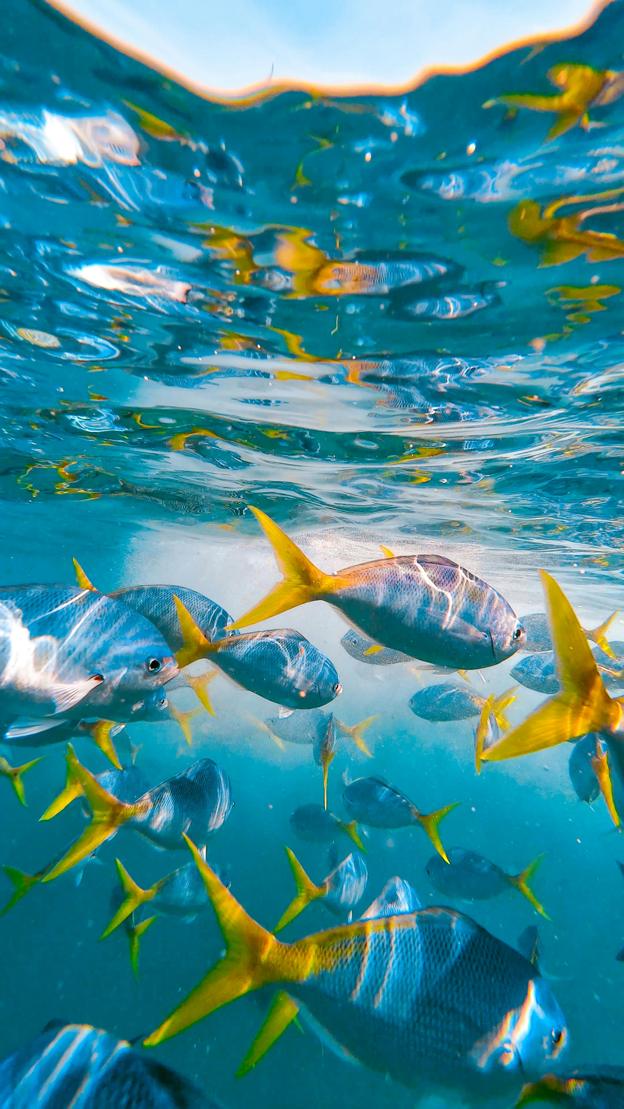Vibrant Underwater Scene with Yellowtail Fish · Free Stock Photo