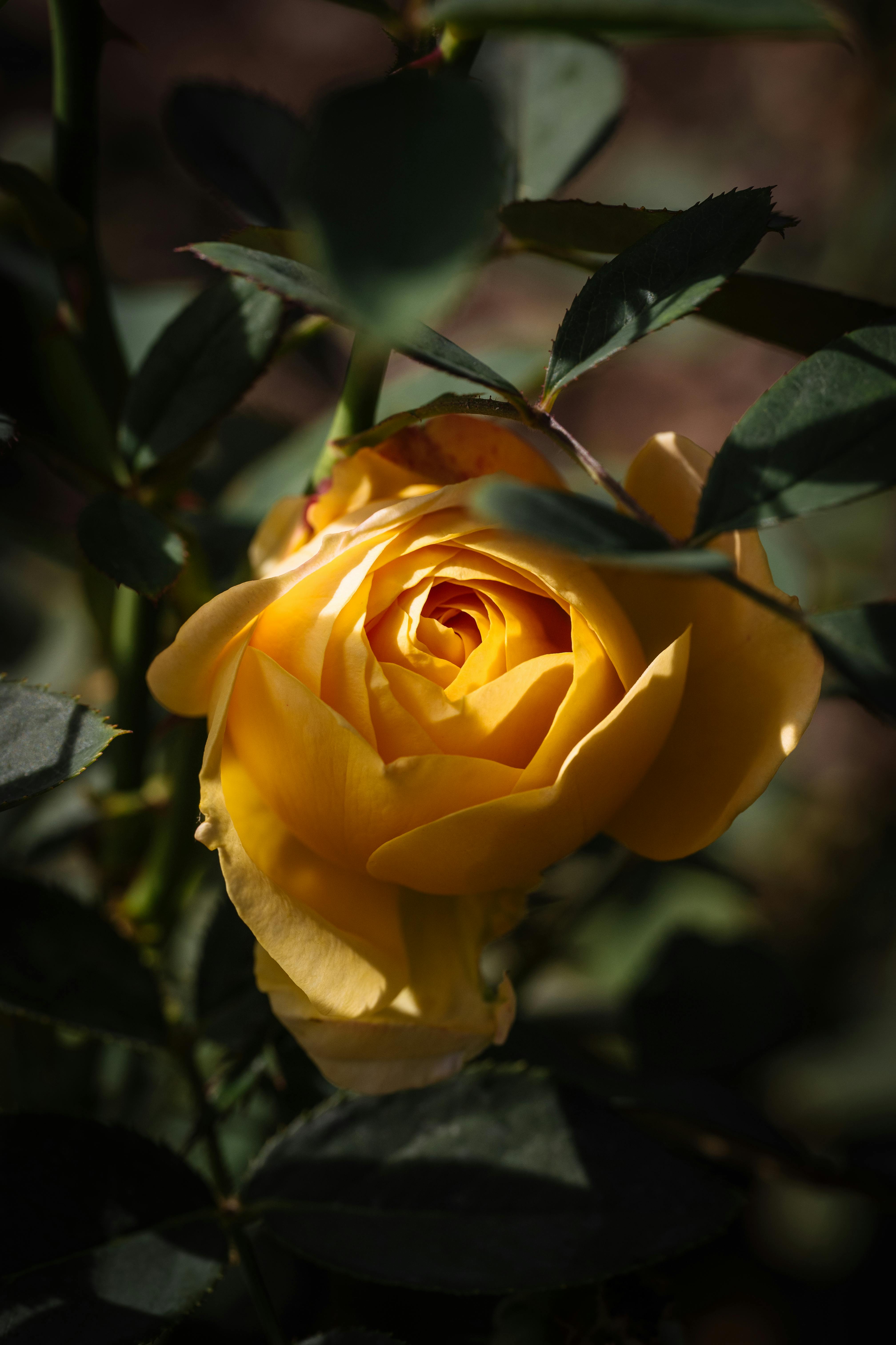 Vibrant Yellow Rose Bloom in Natural Sunlight · Free Stock Photo